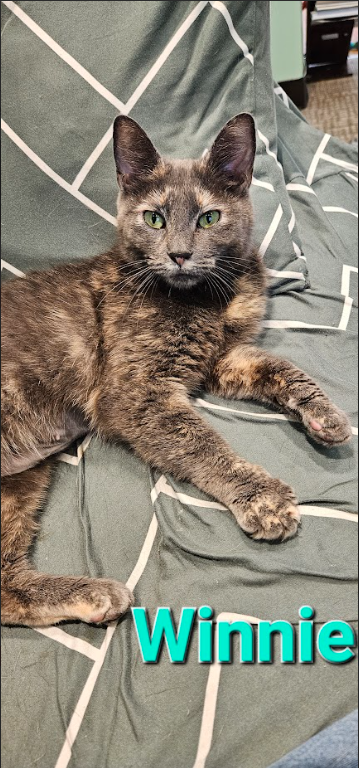 Cats for Adoption — The Pawsitive Cafe