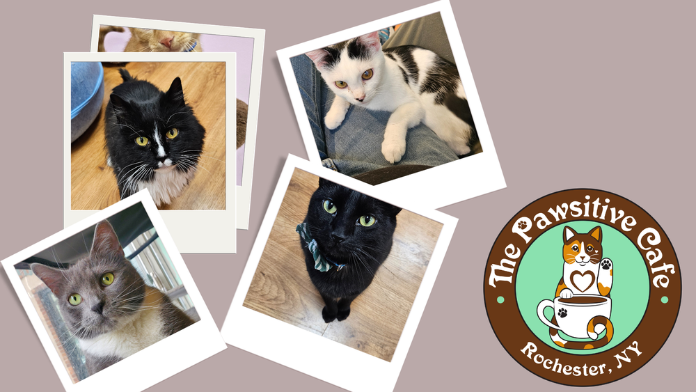 Adoptable Cats — The Pawsitive Cafe