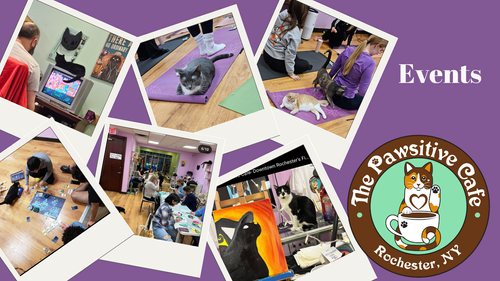 Events — The Pawsitive Cafe