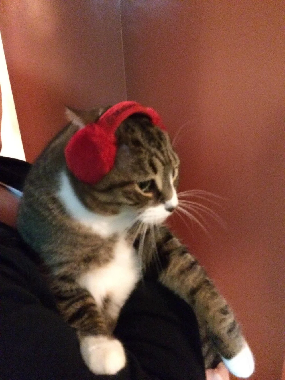 Health & Safety — The Pawsitive Cafe