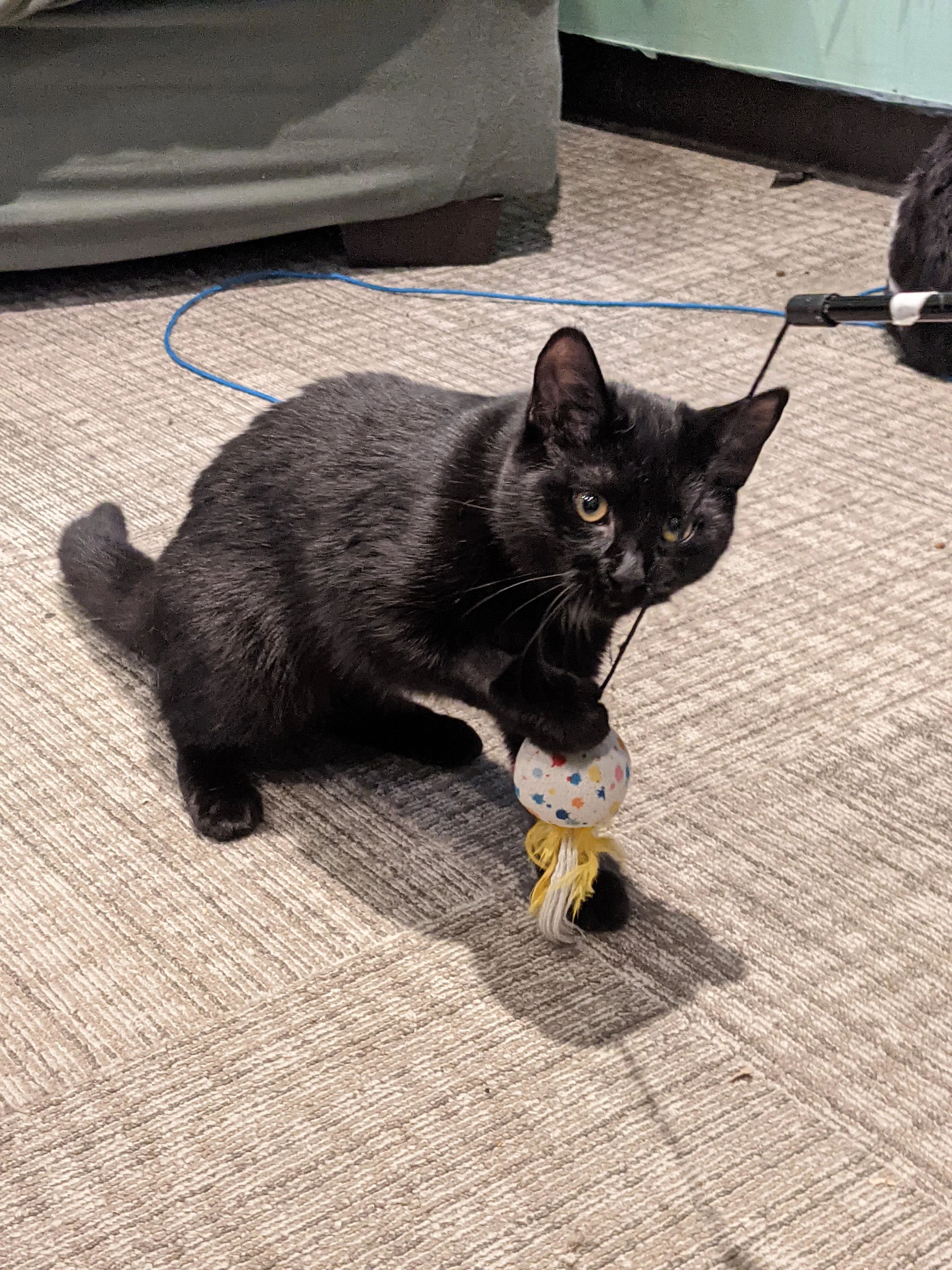 Cats for Adoption — The Pawsitive Cafe