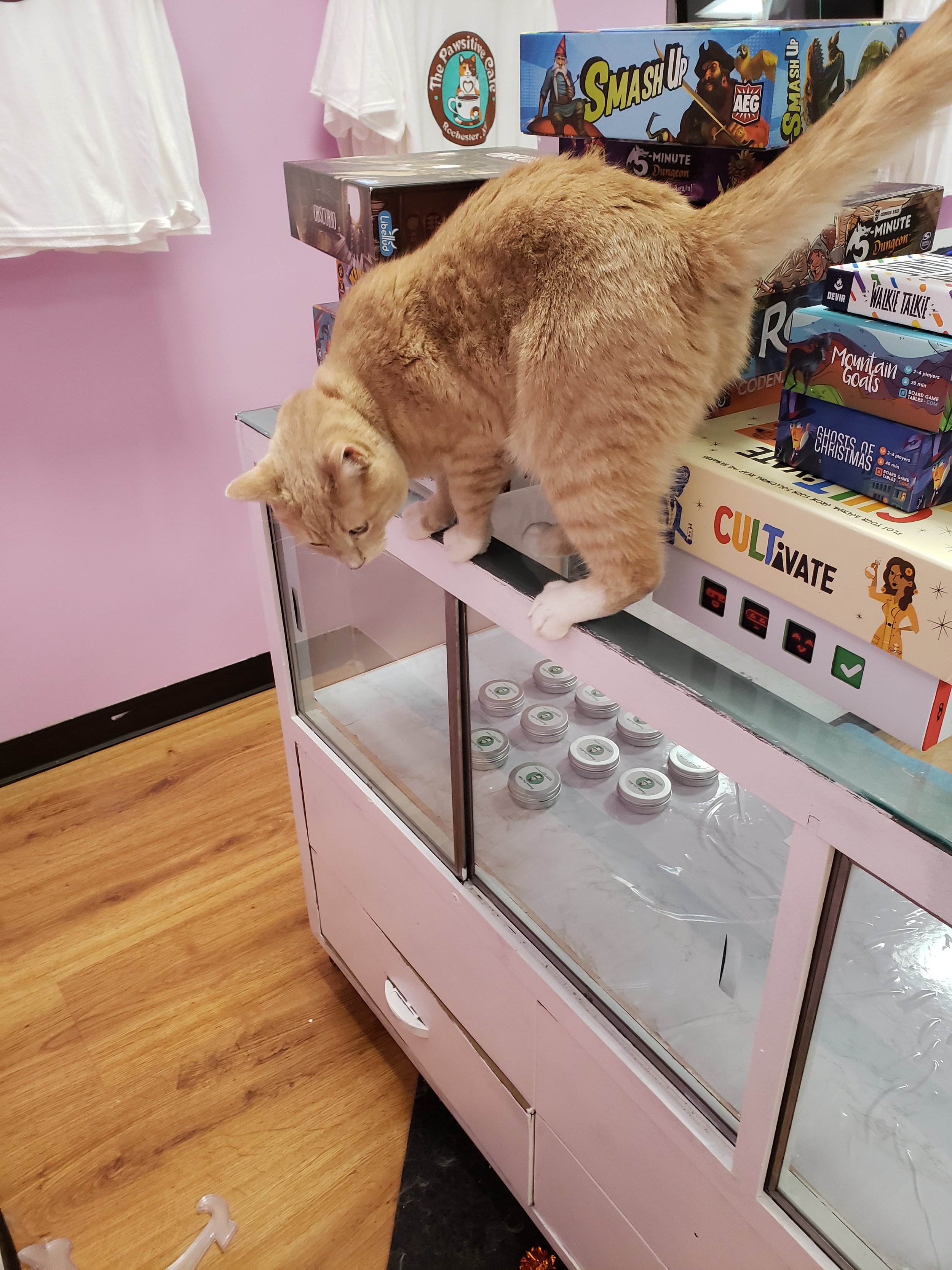 Events — The Pawsitive Cafe