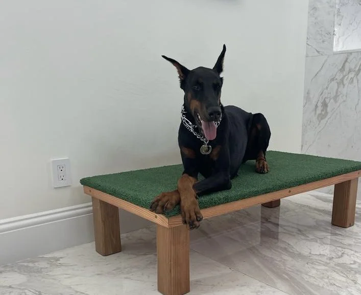 Inspired by Tyson: Custom Dog Training Platforms in Florida