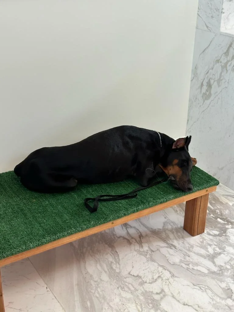 Inspired by Tyson: Custom Dog Training Platforms in Florida