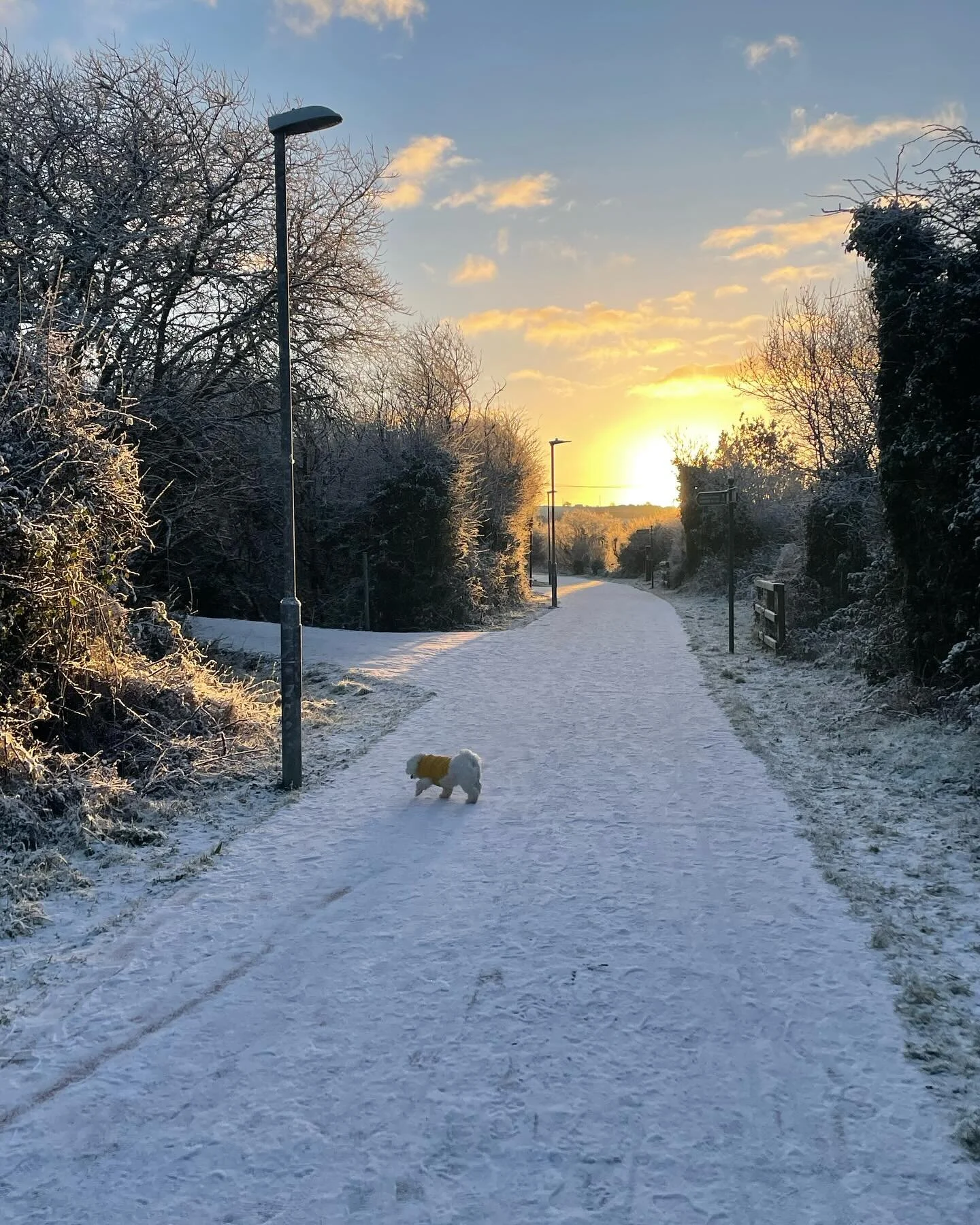 Colleen Fitzpatrick Art