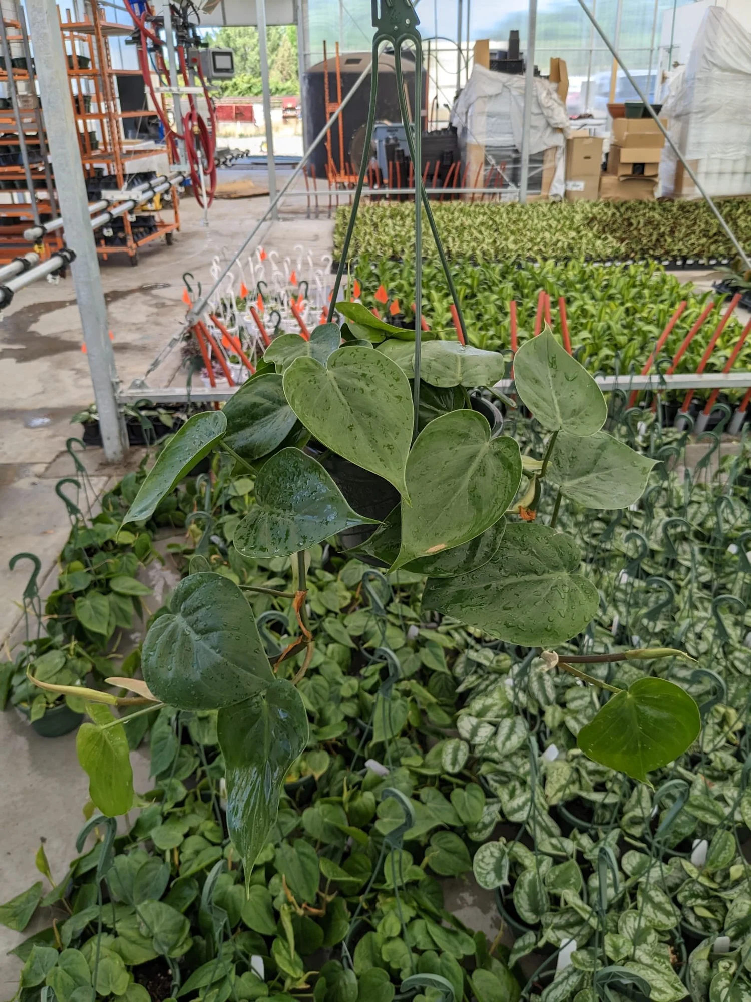 Photos — Win Gardens