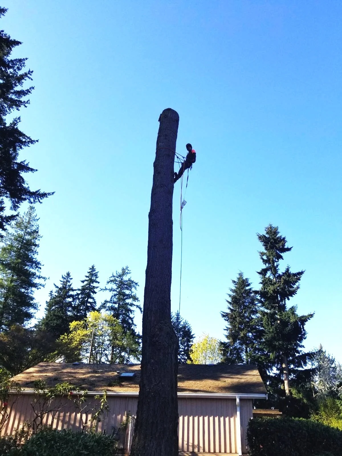 J. Matthew Tree Service