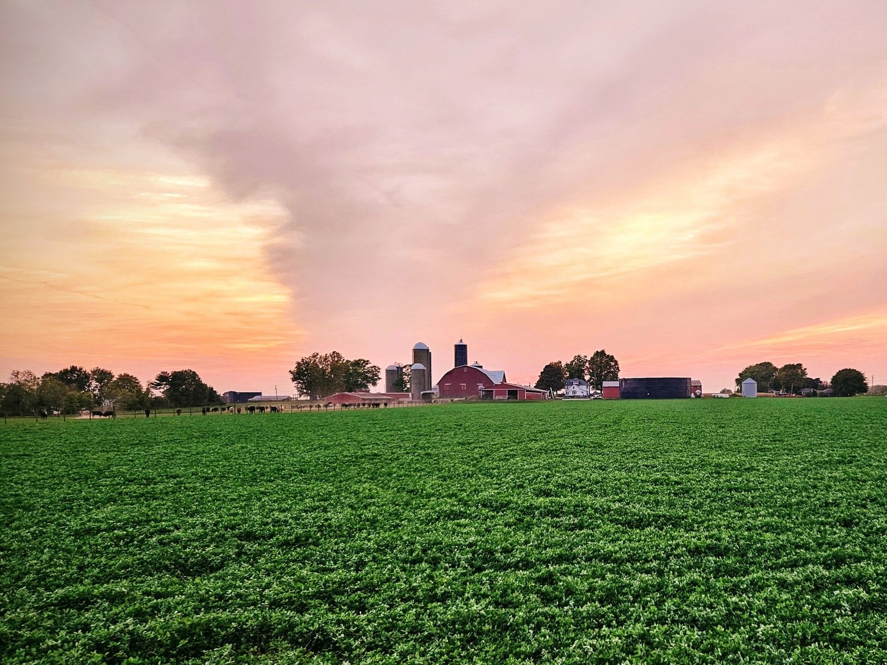Maple Crest Farm to Table