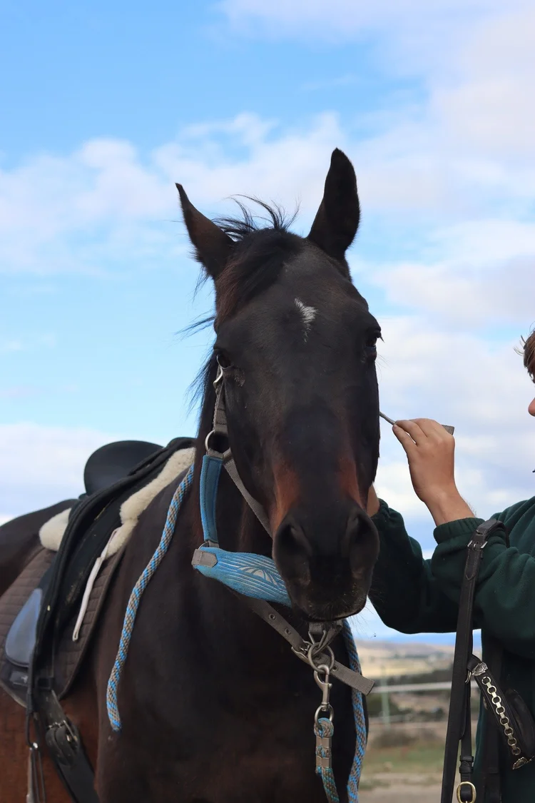 Our Horses — Hobart Horseplay