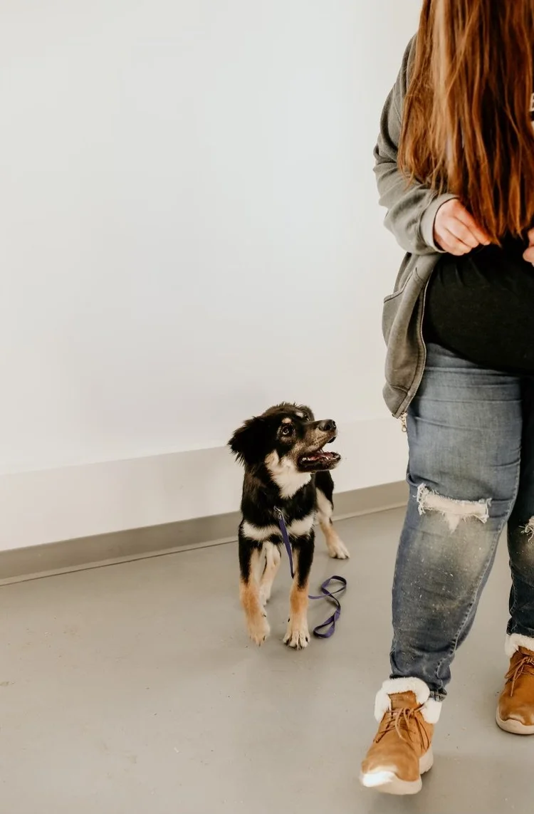 The Dawg House - Regina Dog Daycare, Boarding, Training, Grooming, & Retail