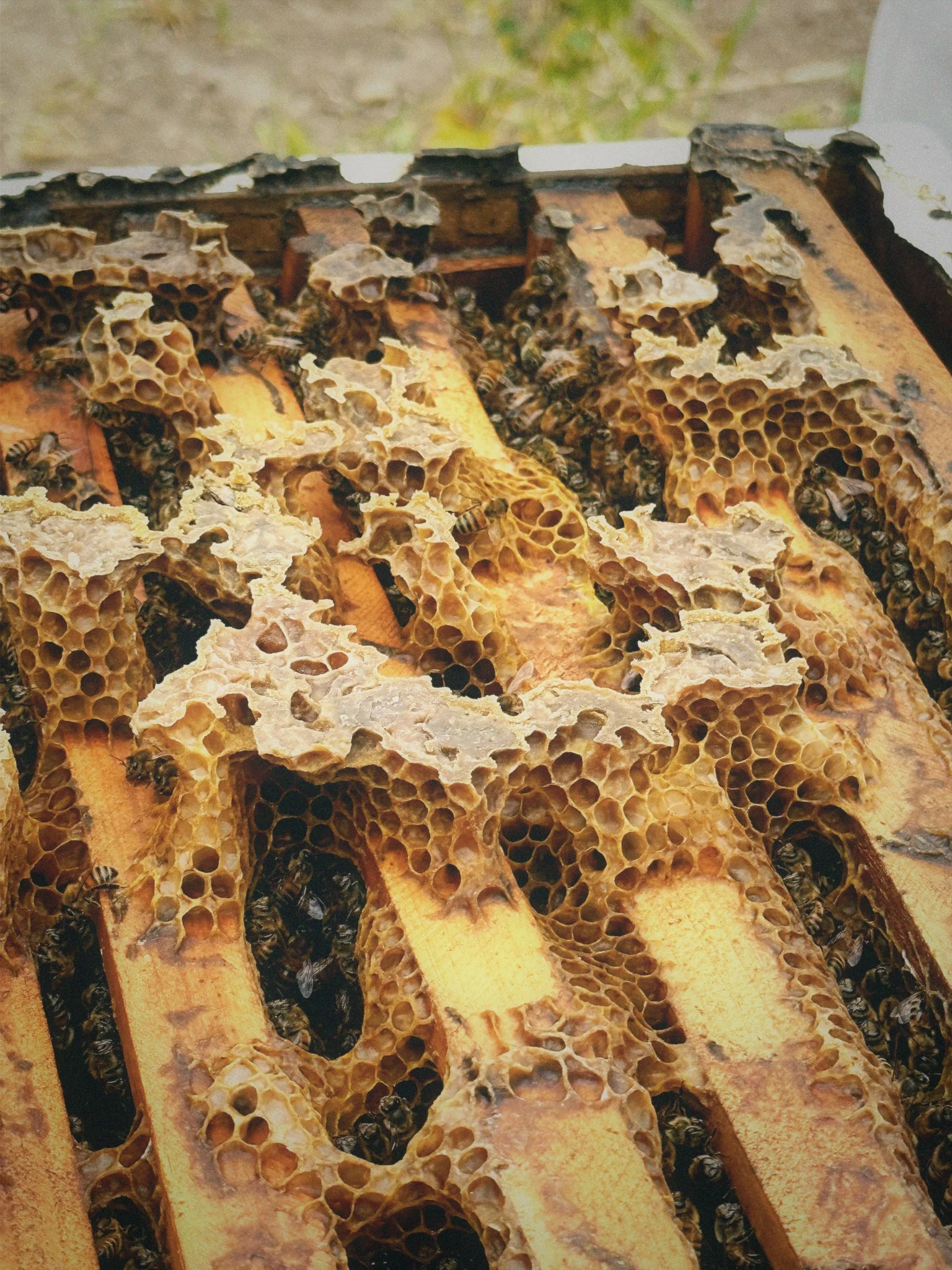 Visita al Apiario Dear Honey — Dear Honey