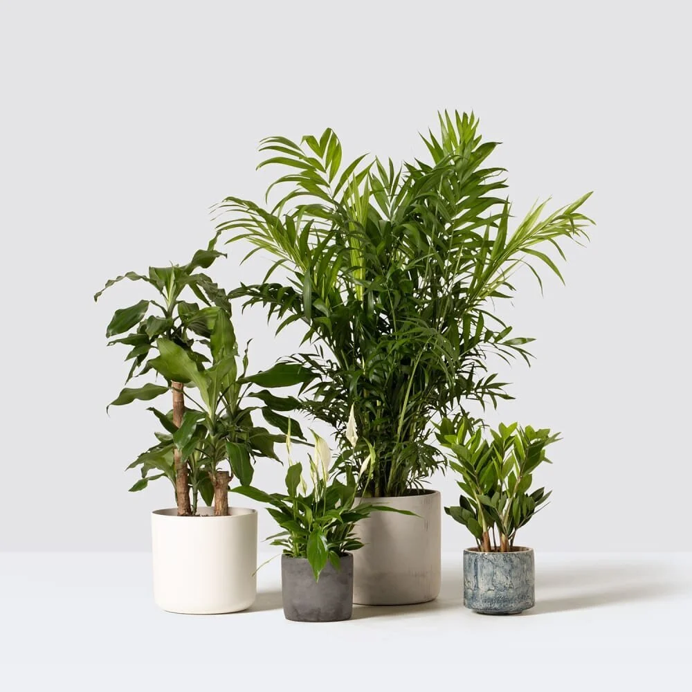 7 Websites To Buy Indoor Houseplants Online — The Good Trade