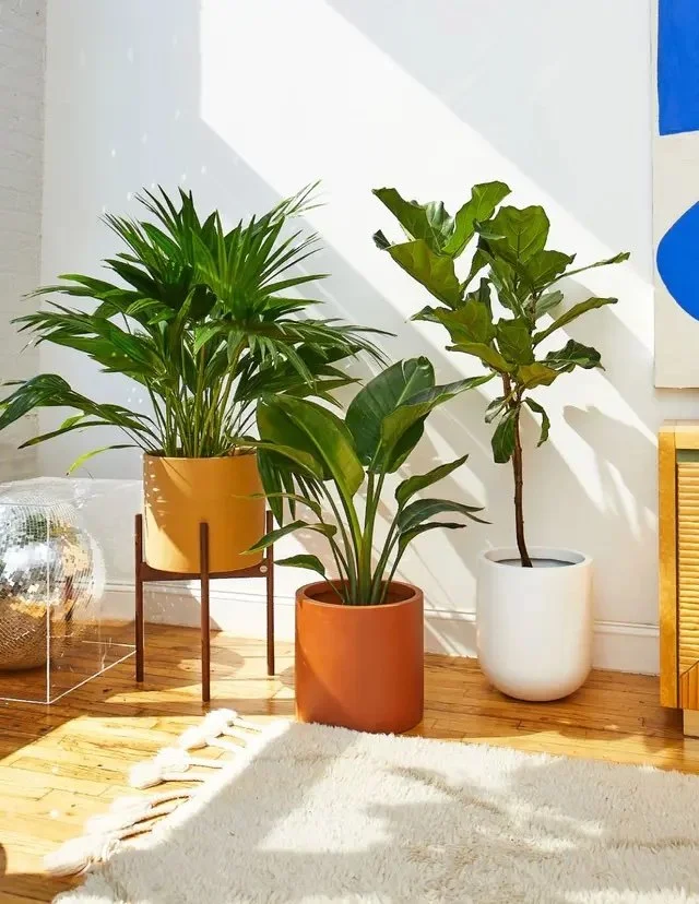 7 Websites To Buy Indoor Houseplants Online — The Good Trade