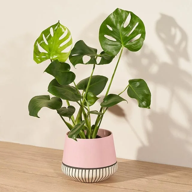 7 Websites To Buy Indoor Houseplants Online — The Good Trade