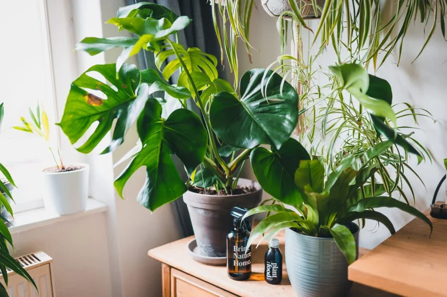 7 Websites To Buy Indoor Houseplants Online — The Good Trade