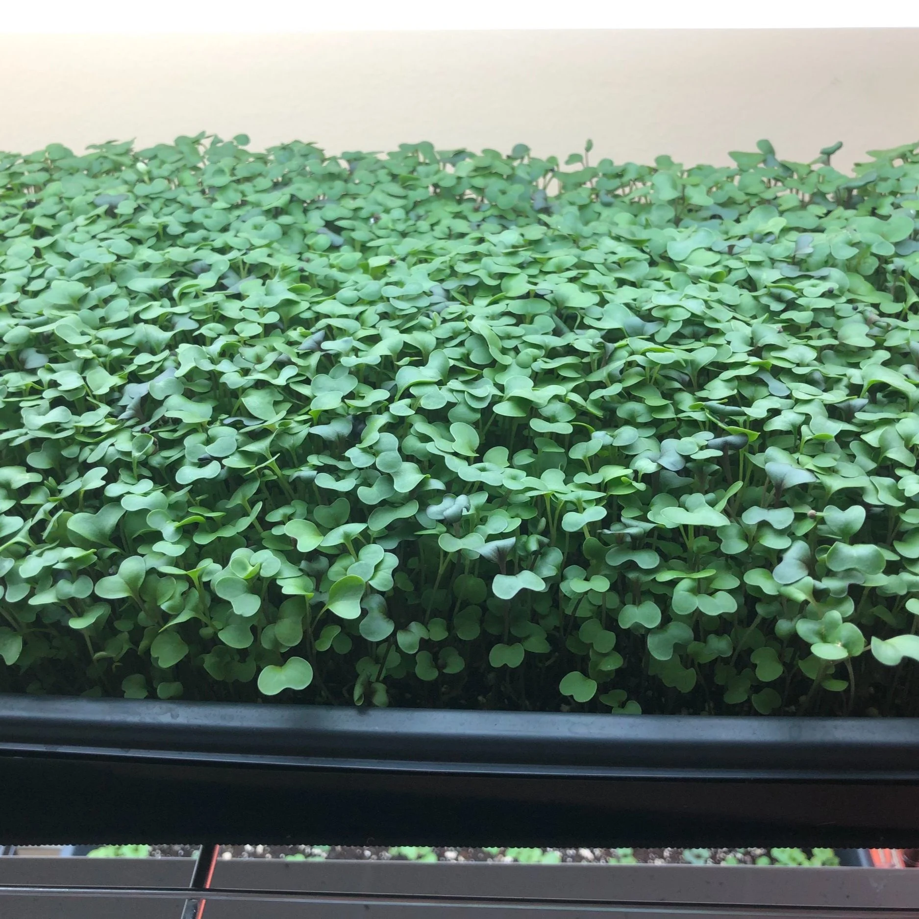 Your Guide To Growing Your Own Microgreens This Winter — The Good Trade