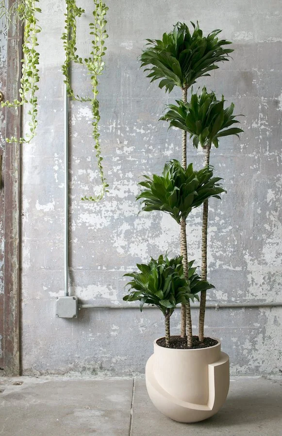 Your Guide To Planter Pots — The Good Trade