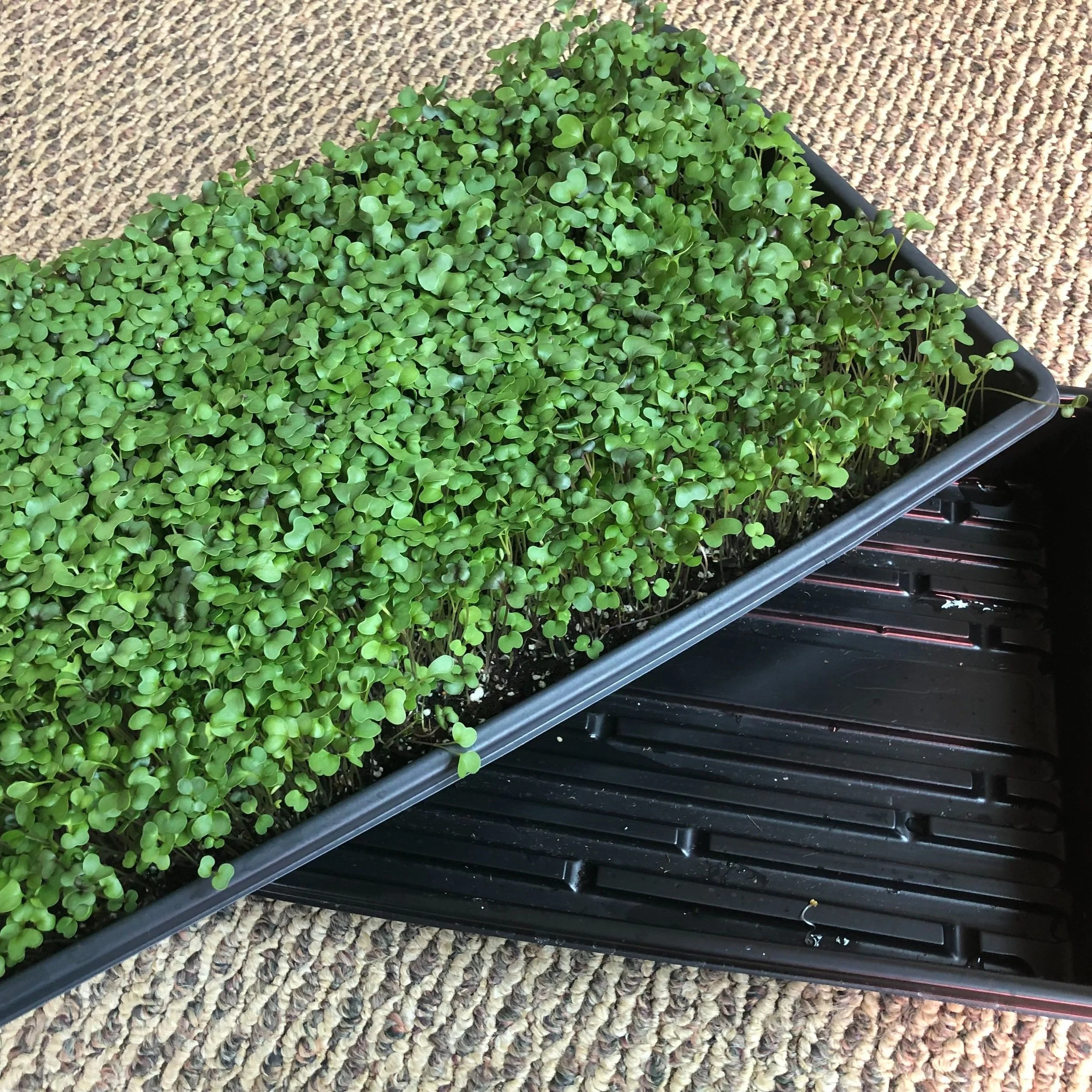 Your Guide To Growing Your Own Microgreens This Winter — The Good Trade