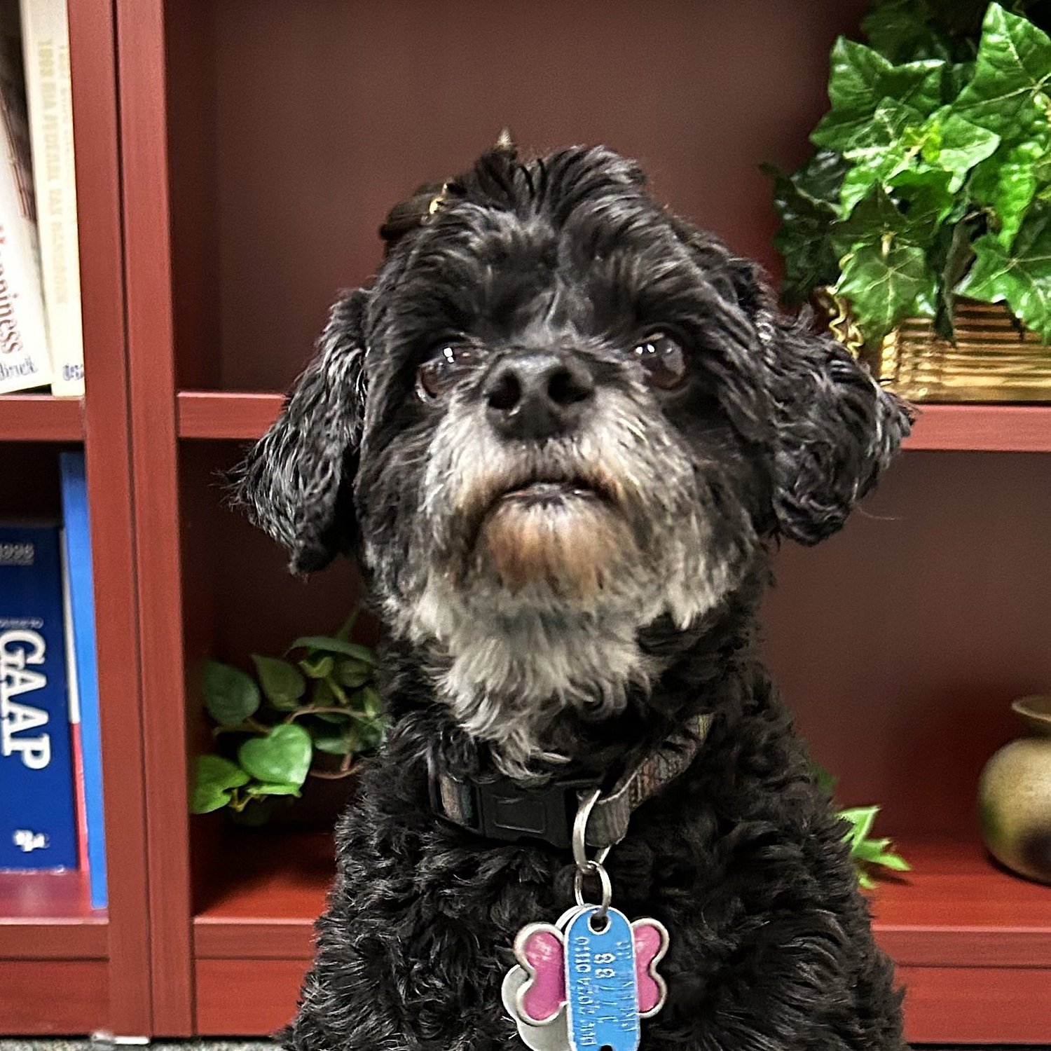 Stormie the Dog — Bradstreet & Company