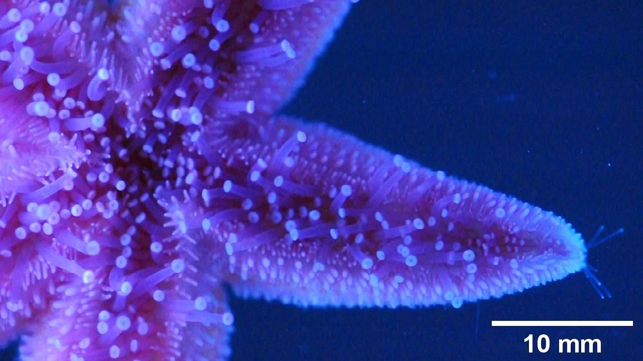 NEWS SYMBIOSE Lab | UMONS | S Gabriele | Mechanobiology