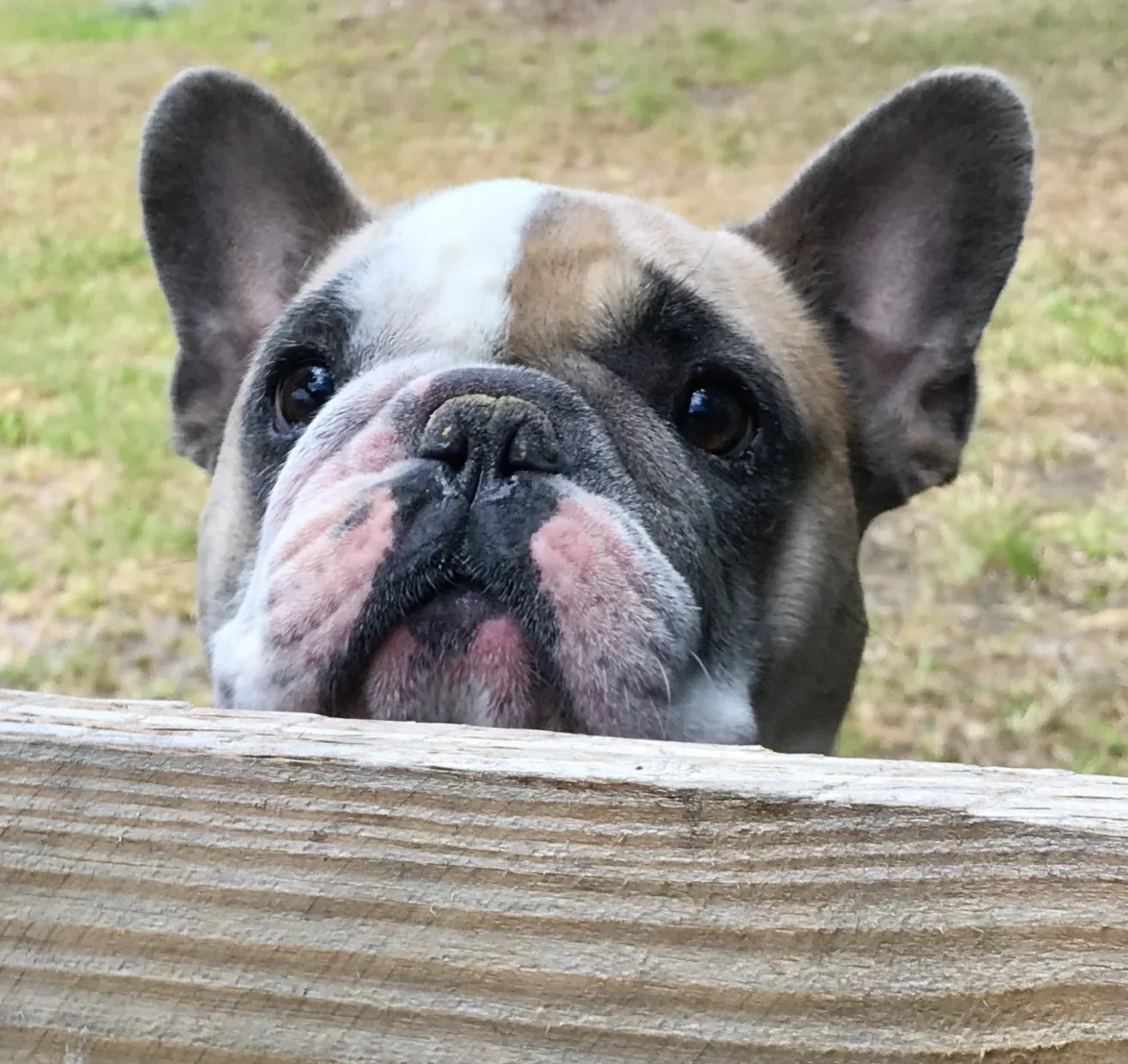Best Dog Training Near Me - Dog Training