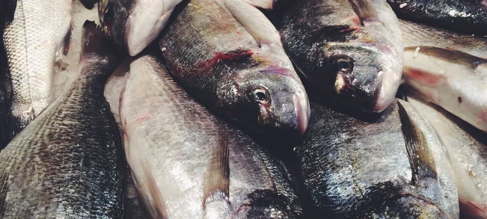 Fakta om fisk: Hvad alle bør vide om fiskeri og akvakultur — Dyrenes ...