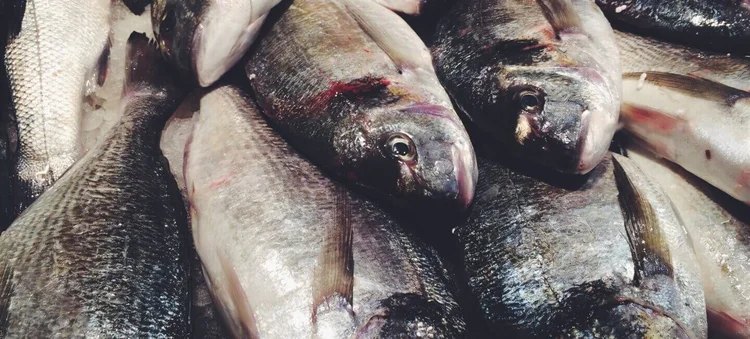 Fakta om fisk: Hvad alle bør vide om fiskeri og akvakultur — Dyrenes ...