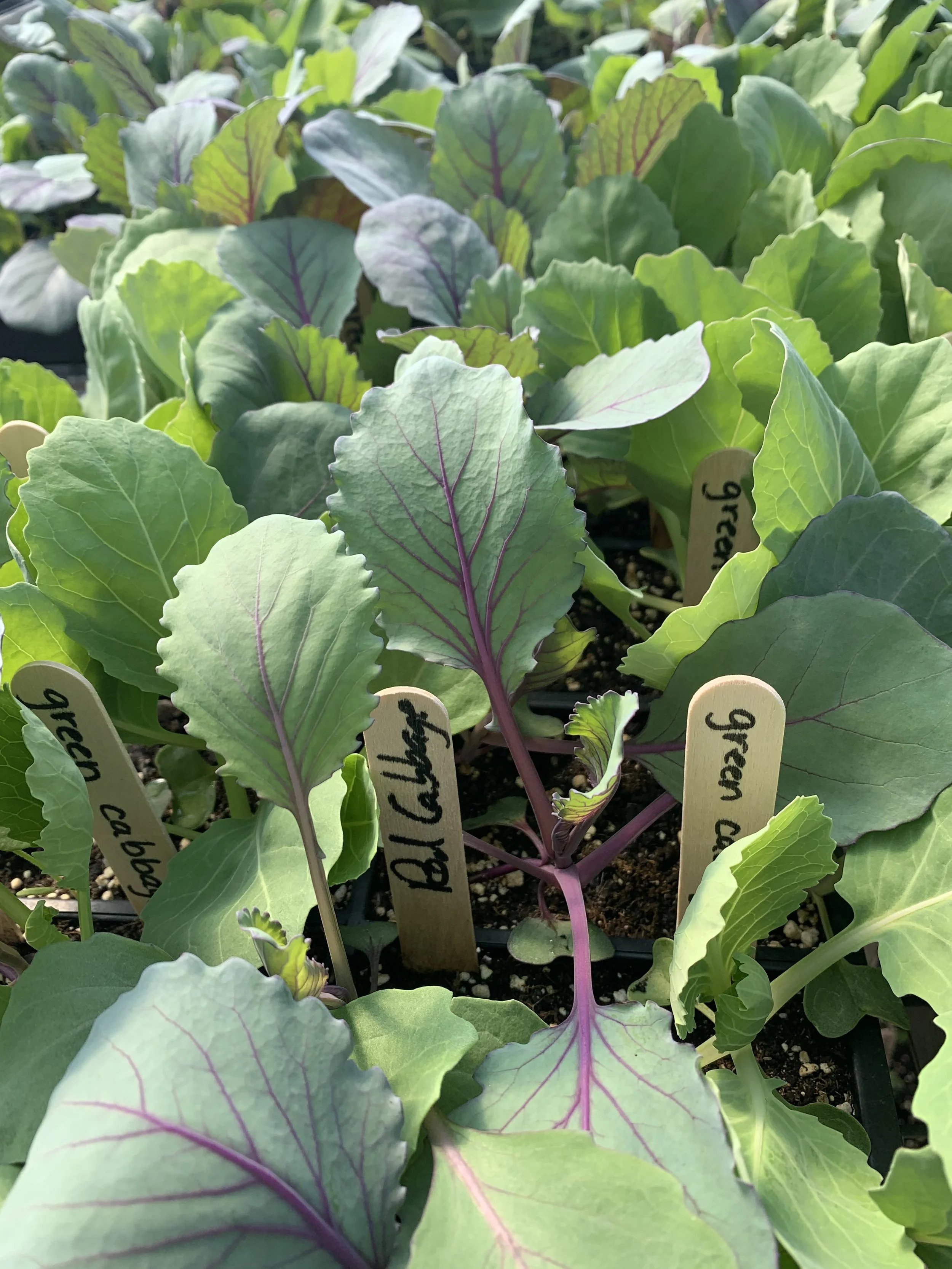 Detroit Urban Garden Resource Program | Keep Growing Detroit — Keep ...