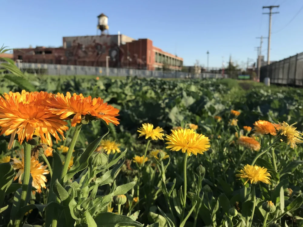 Staff & Board — Keep Growing Detroit