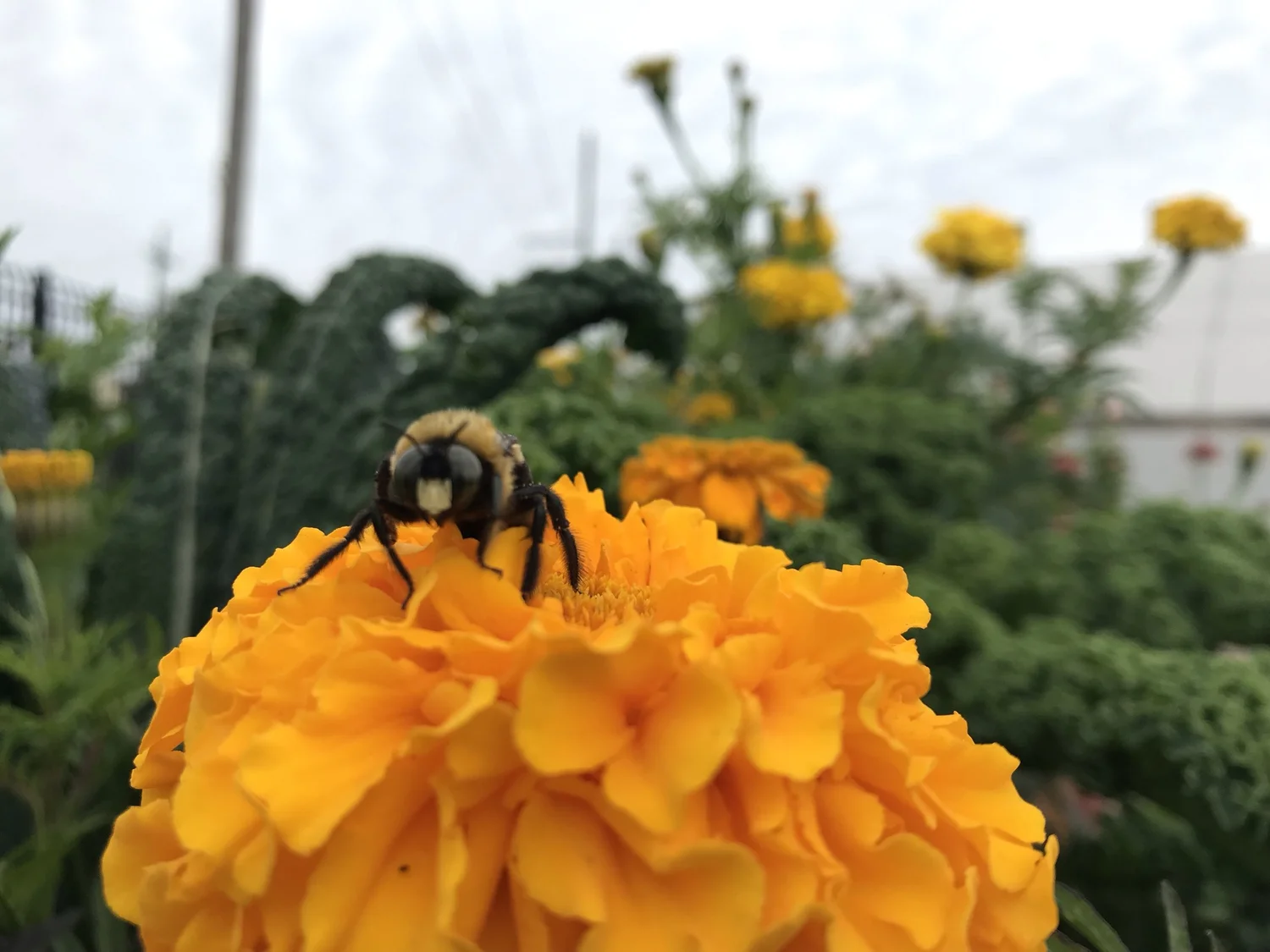 Keep Growing Detroit