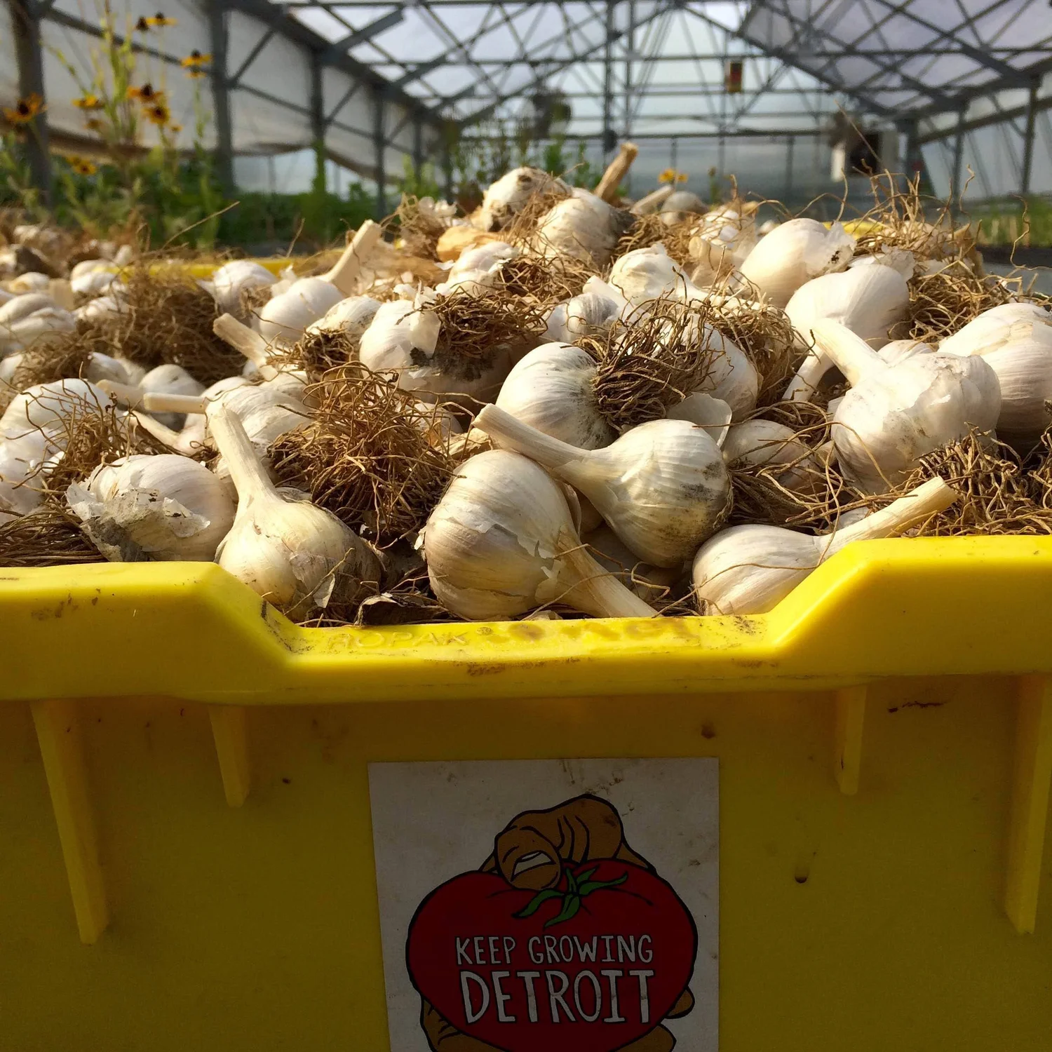 KGD Farm — Keep Growing Detroit