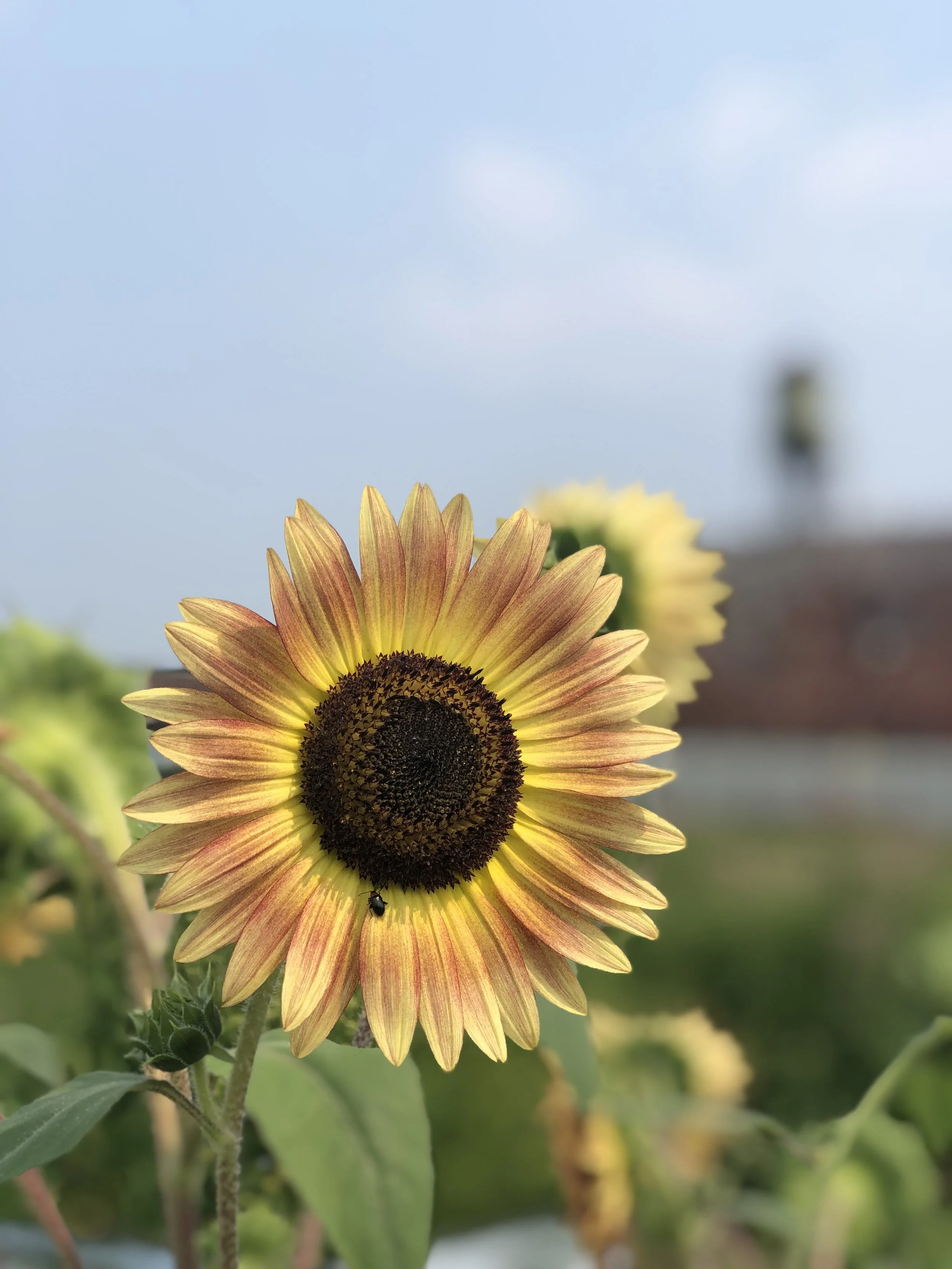 Volunteer — Keep Growing Detroit