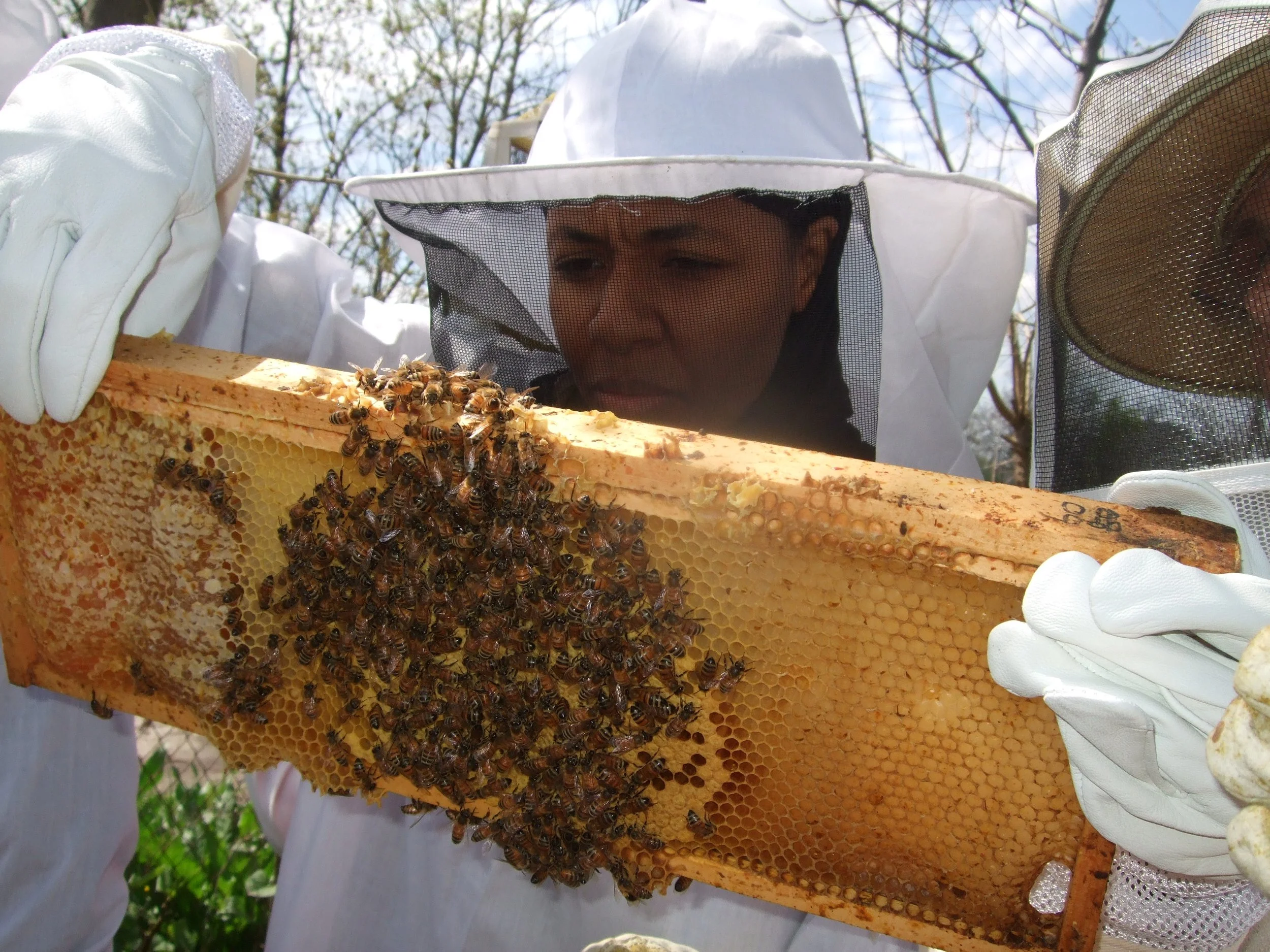Beekeeping — Keep Growing Detroit