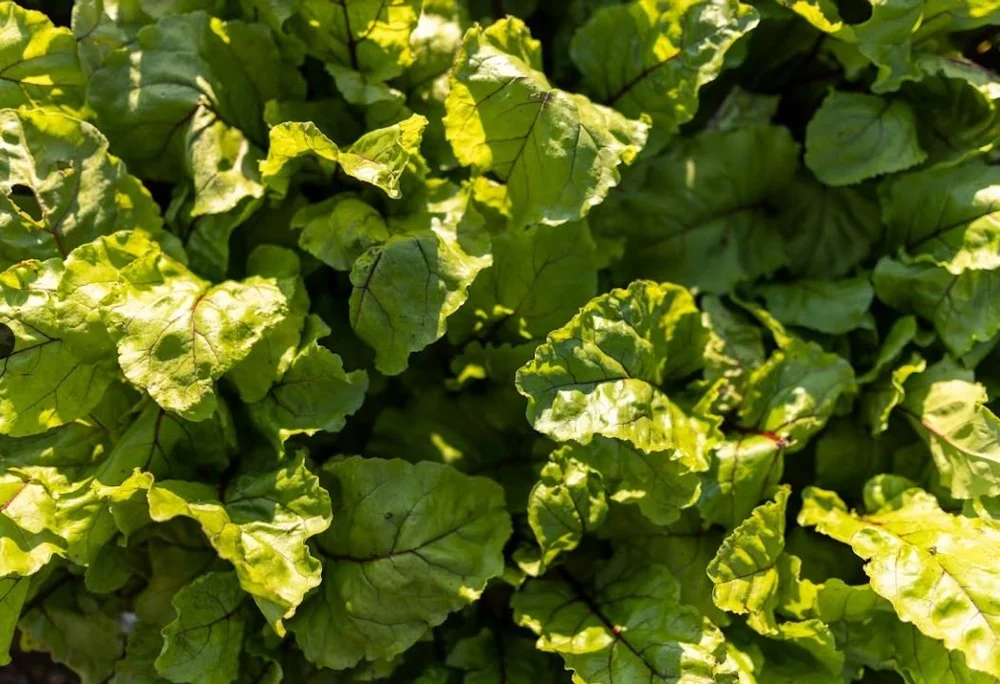 Detroit Urban Garden Resource Program | Keep Growing Detroit — Keep ...