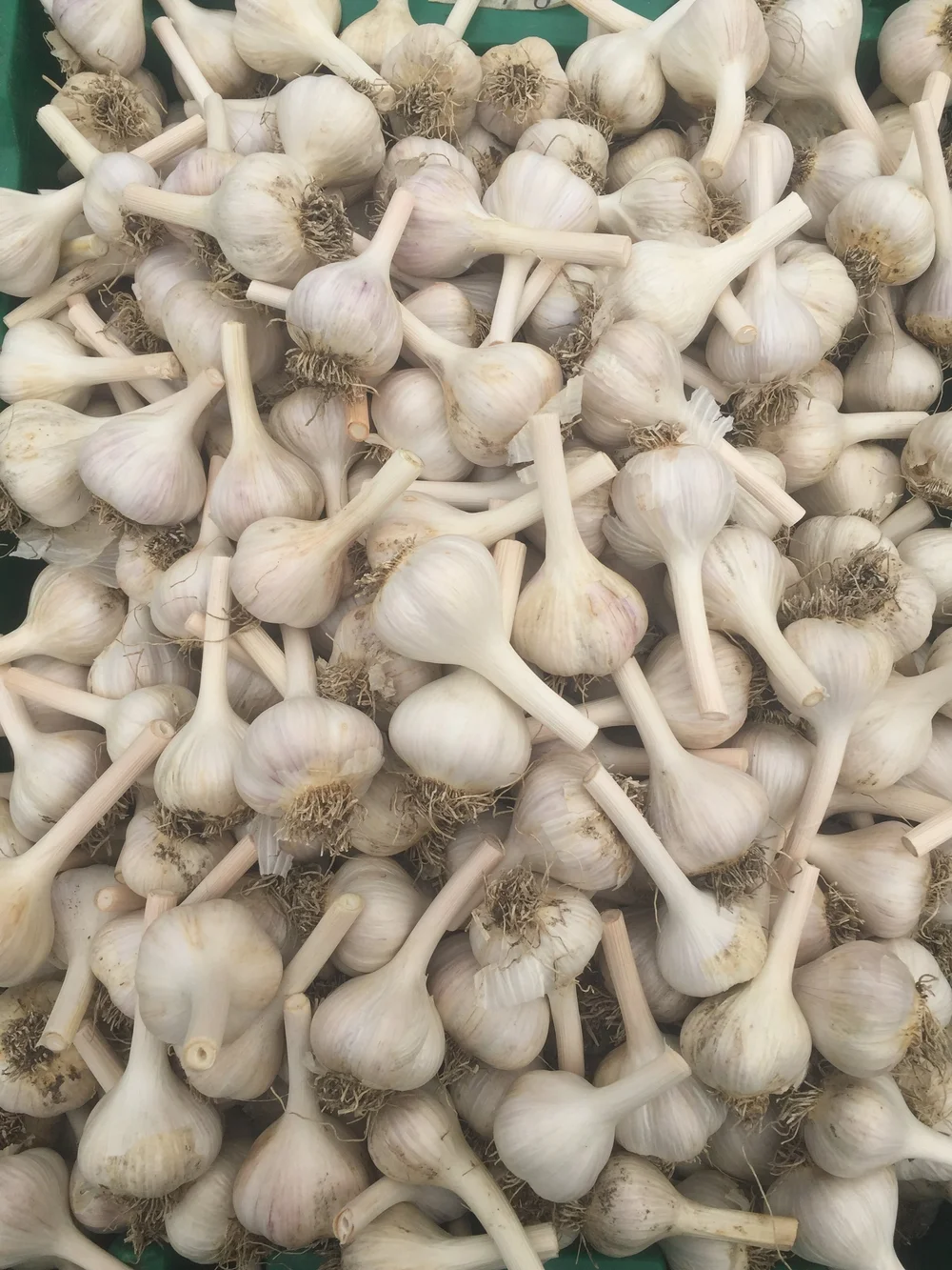 Detroit Urban Garden Resource Program | Keep Growing Detroit — Keep ...