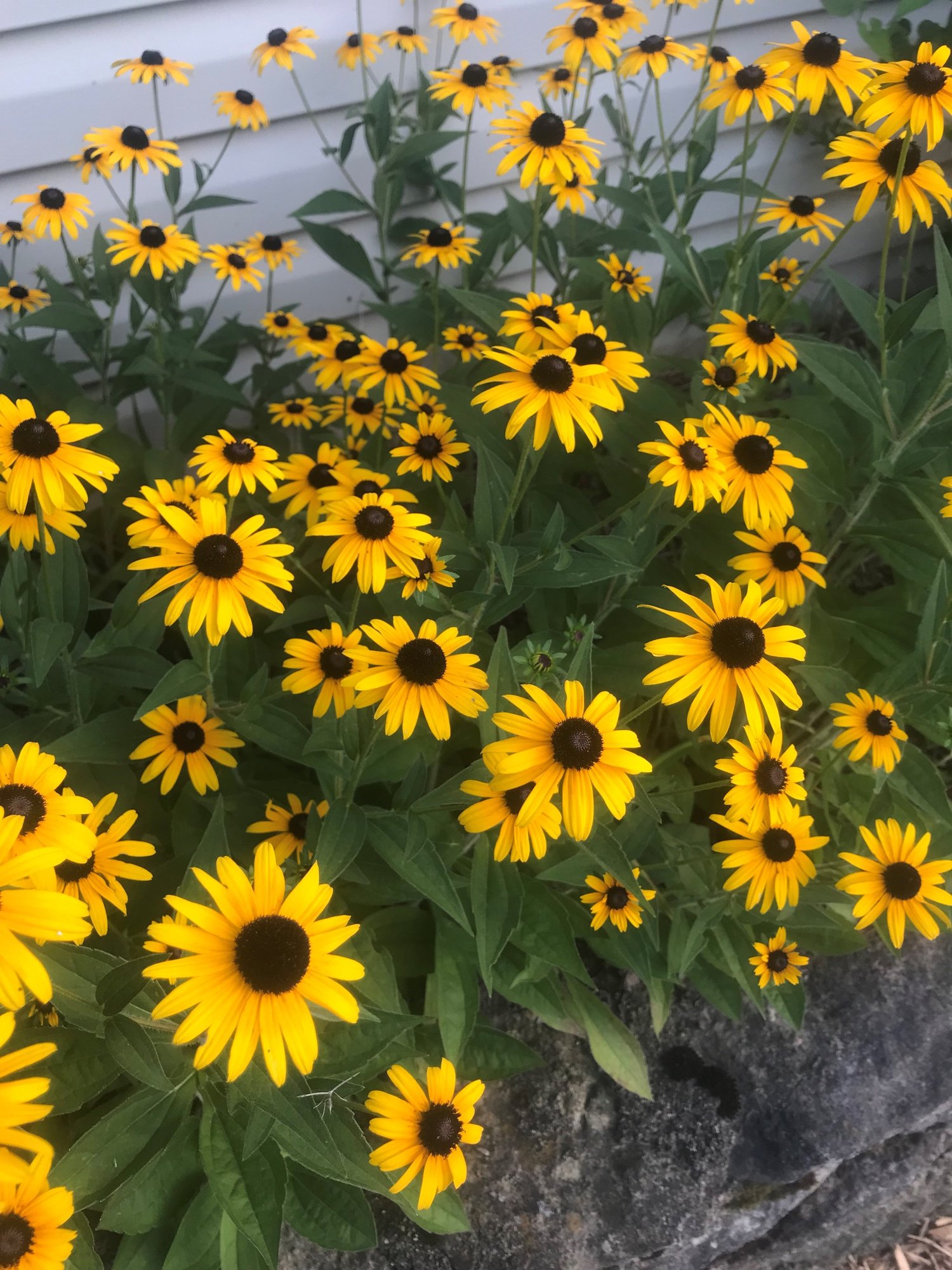 Downy Sunflower Seeds (Helianthus mollis) — Native Yardening