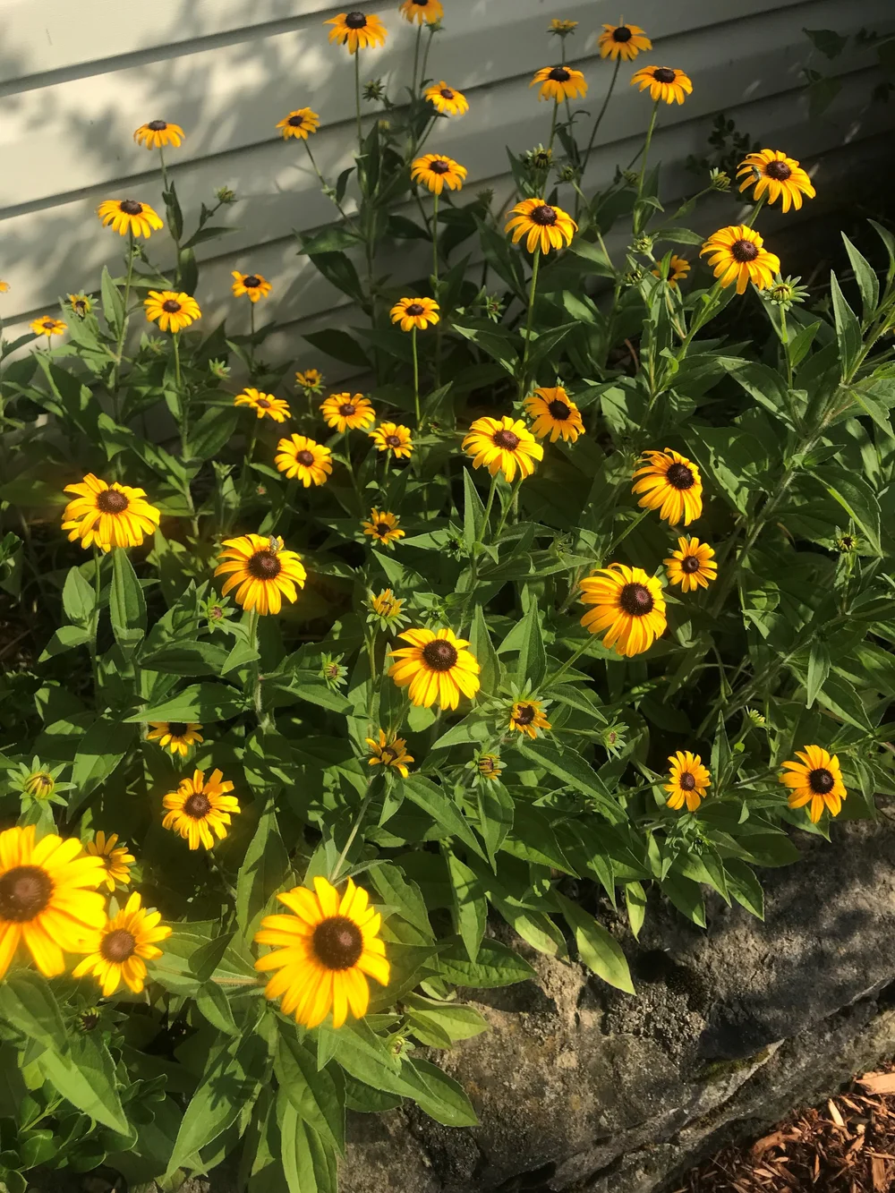 Downy Sunflower Seeds (Helianthus mollis) — Native Yardening
