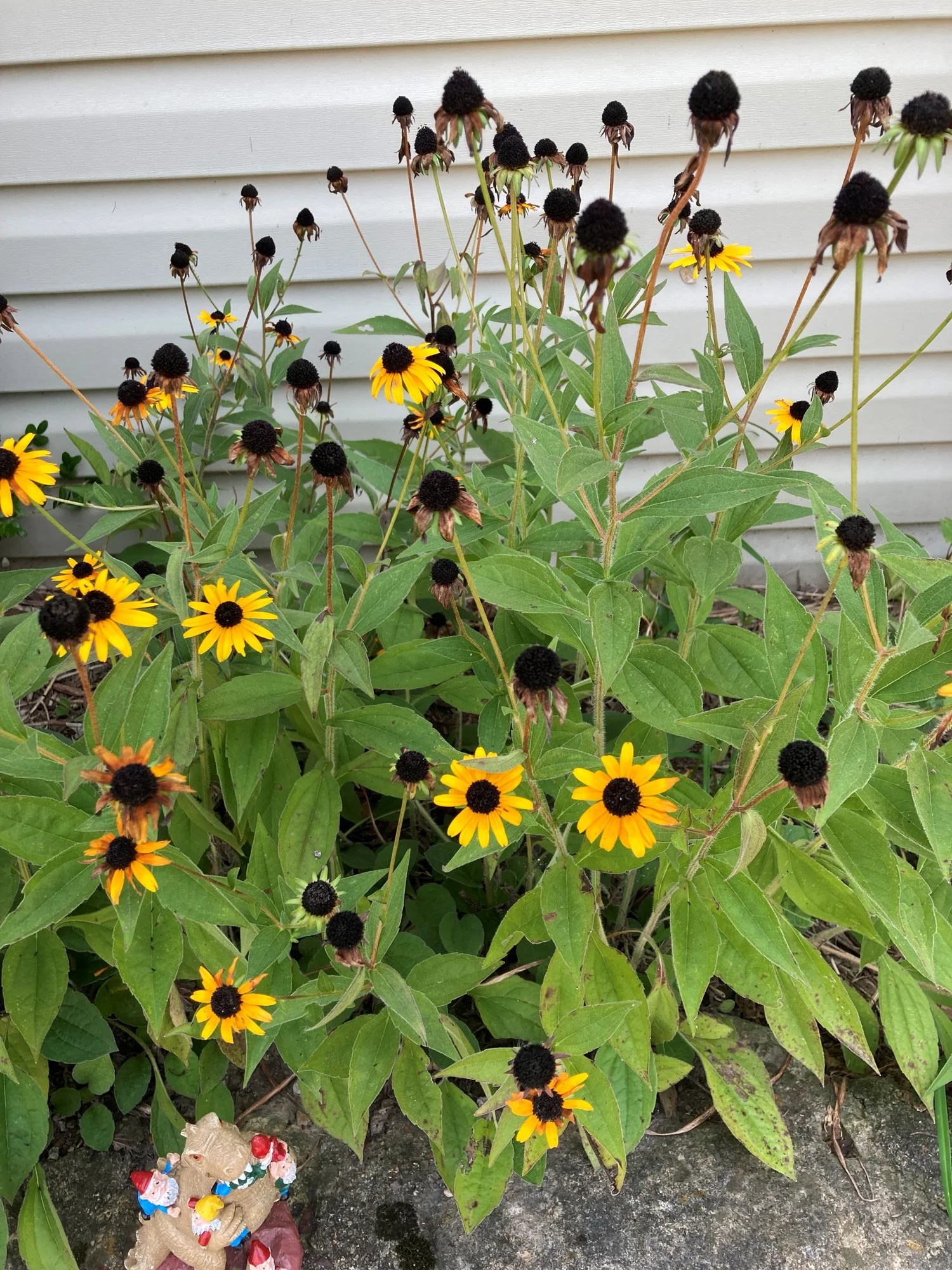 Downy Sunflower Seeds (Helianthus mollis) — Native Yardening