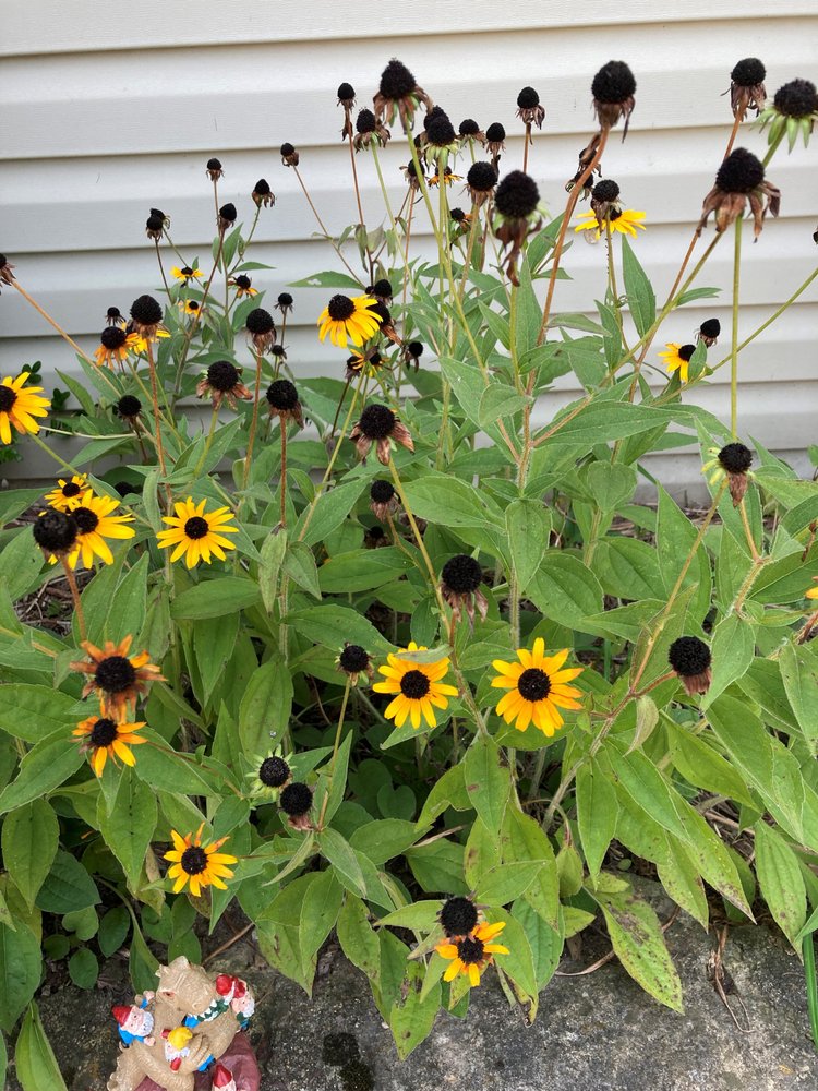 Downy Sunflower Seeds (Helianthus mollis) — Native Yardening