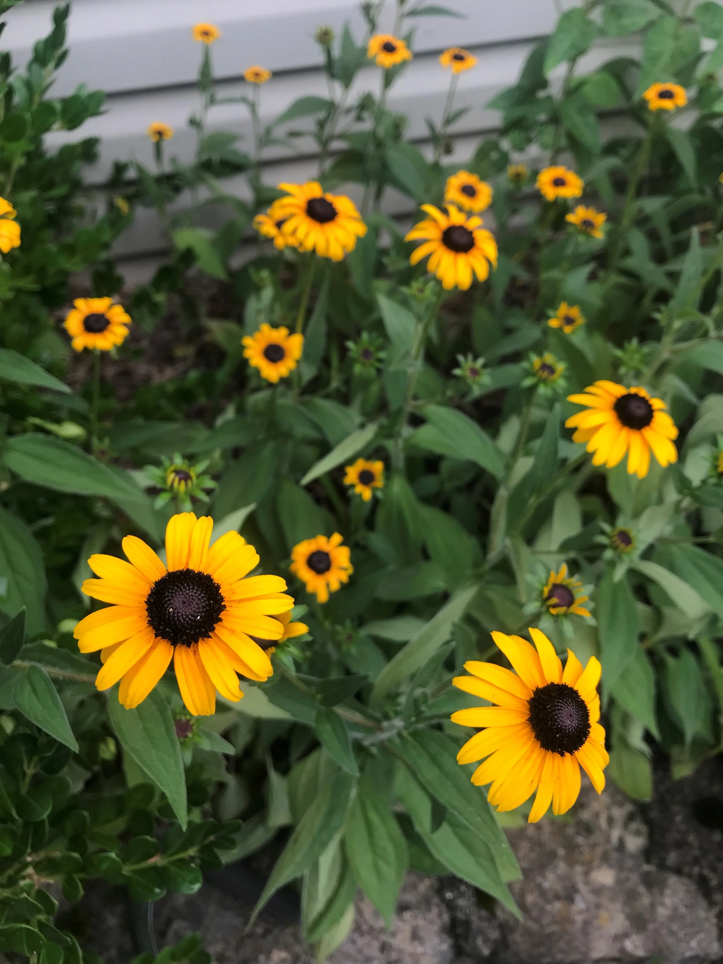 Downy Sunflower Seeds (Helianthus mollis) — Native Yardening