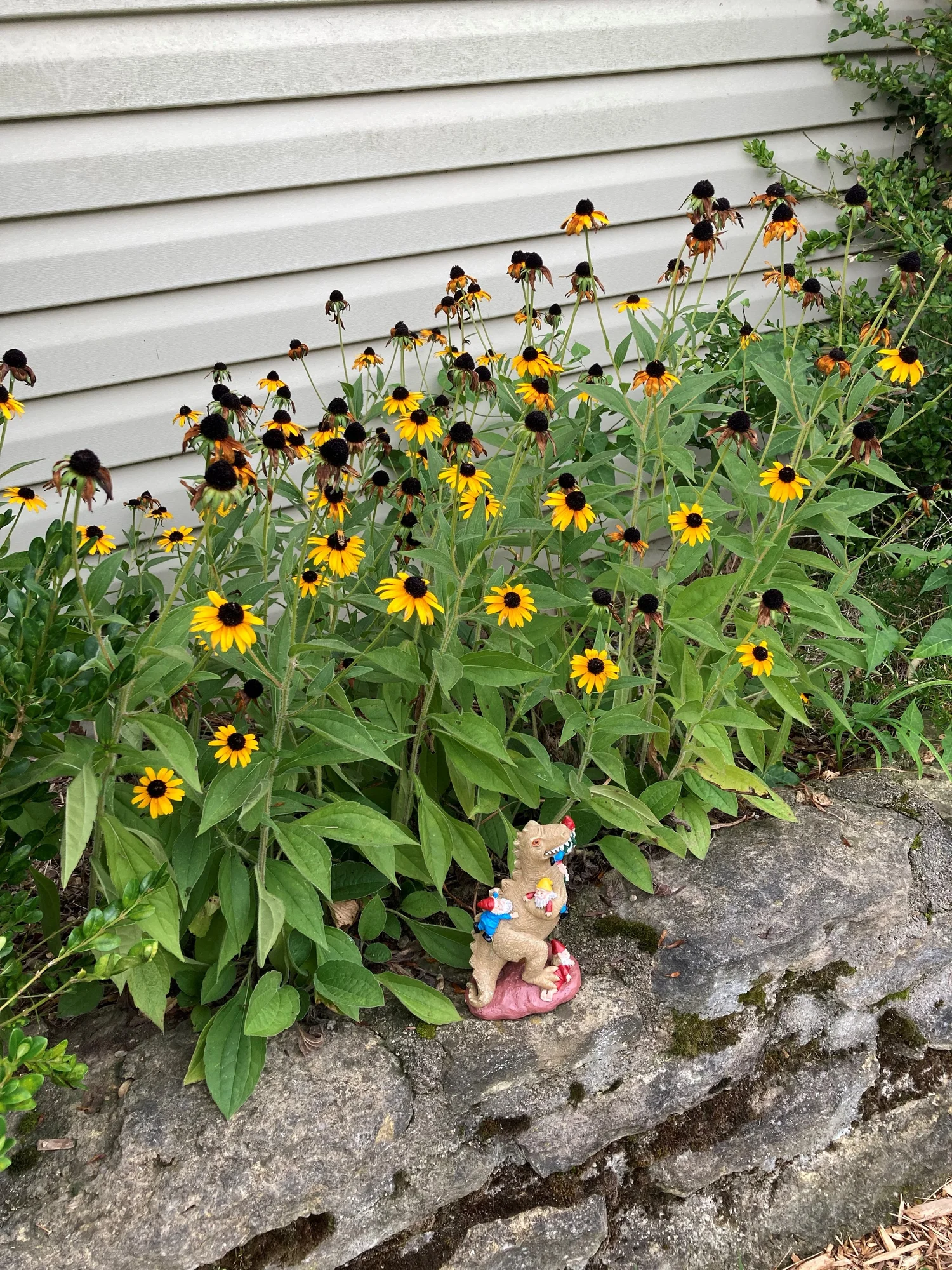 Downy Sunflower Seeds (Helianthus mollis) — Native Yardening