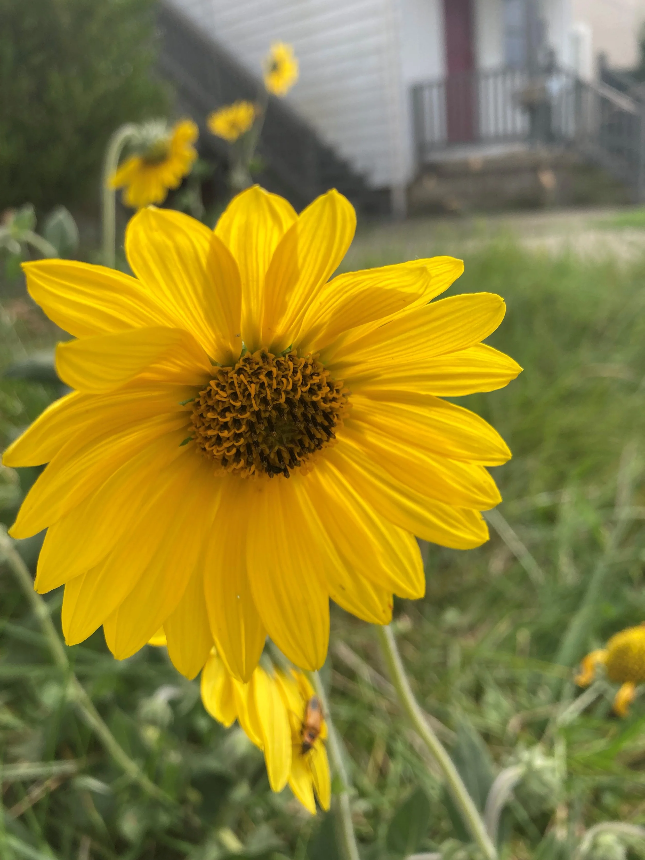 Downy Sunflower Seeds (Helianthus mollis) — Native Yardening