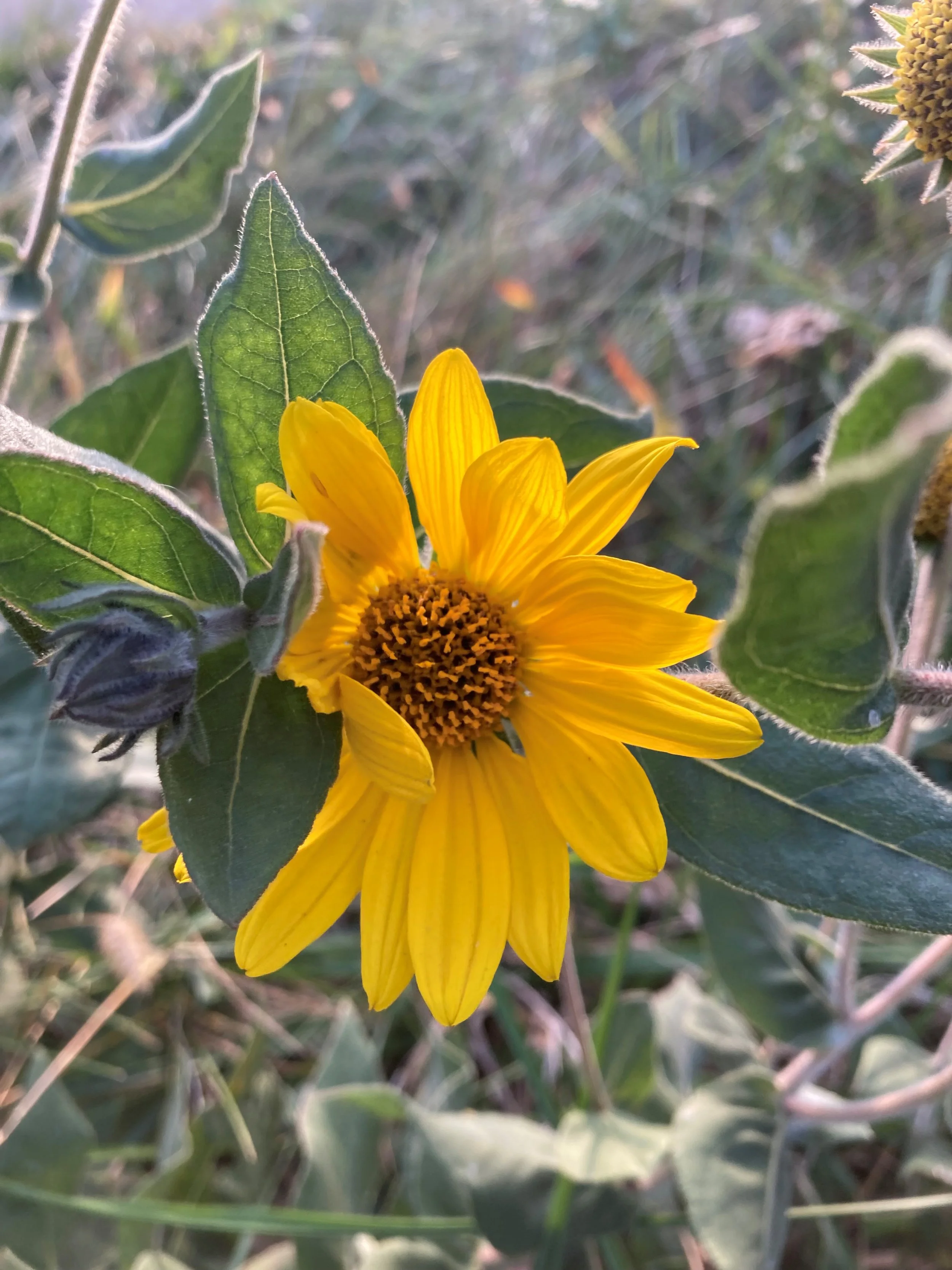 Downy Sunflower Seeds (Helianthus mollis) — Native Yardening