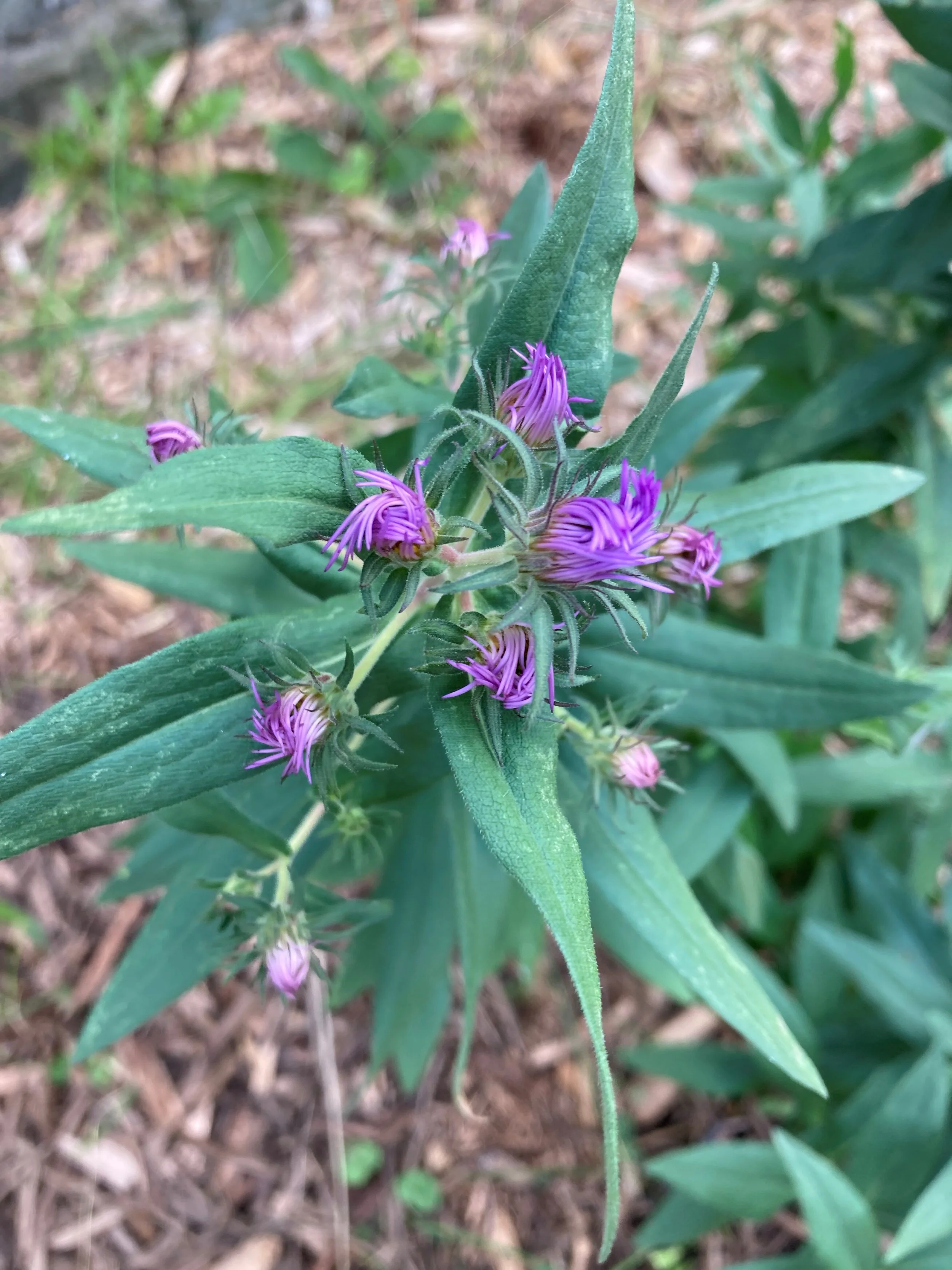 New England Aster Seeds (Symphyotrichum novae-angliae) — Native Yardening