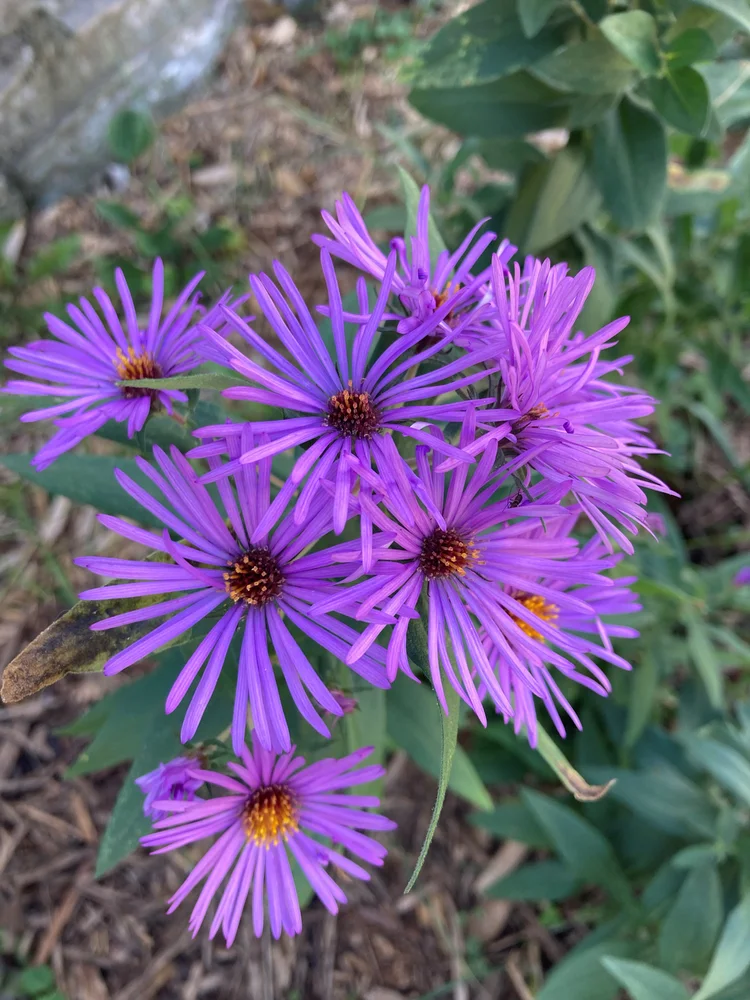 New England Aster Seeds (Symphyotrichum novae-angliae) — Native Yardening