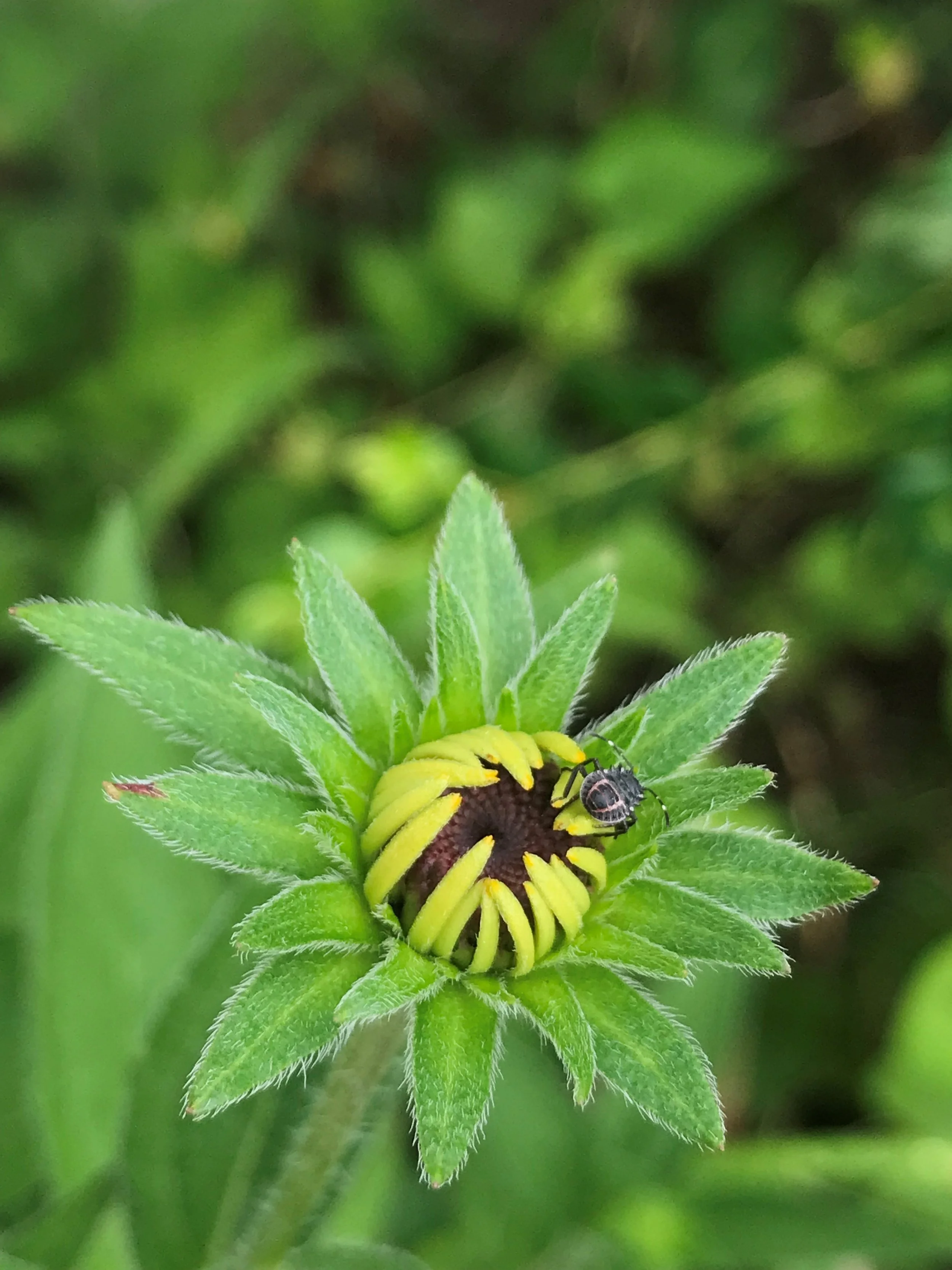 Downy Sunflower Seeds (Helianthus mollis) — Native Yardening