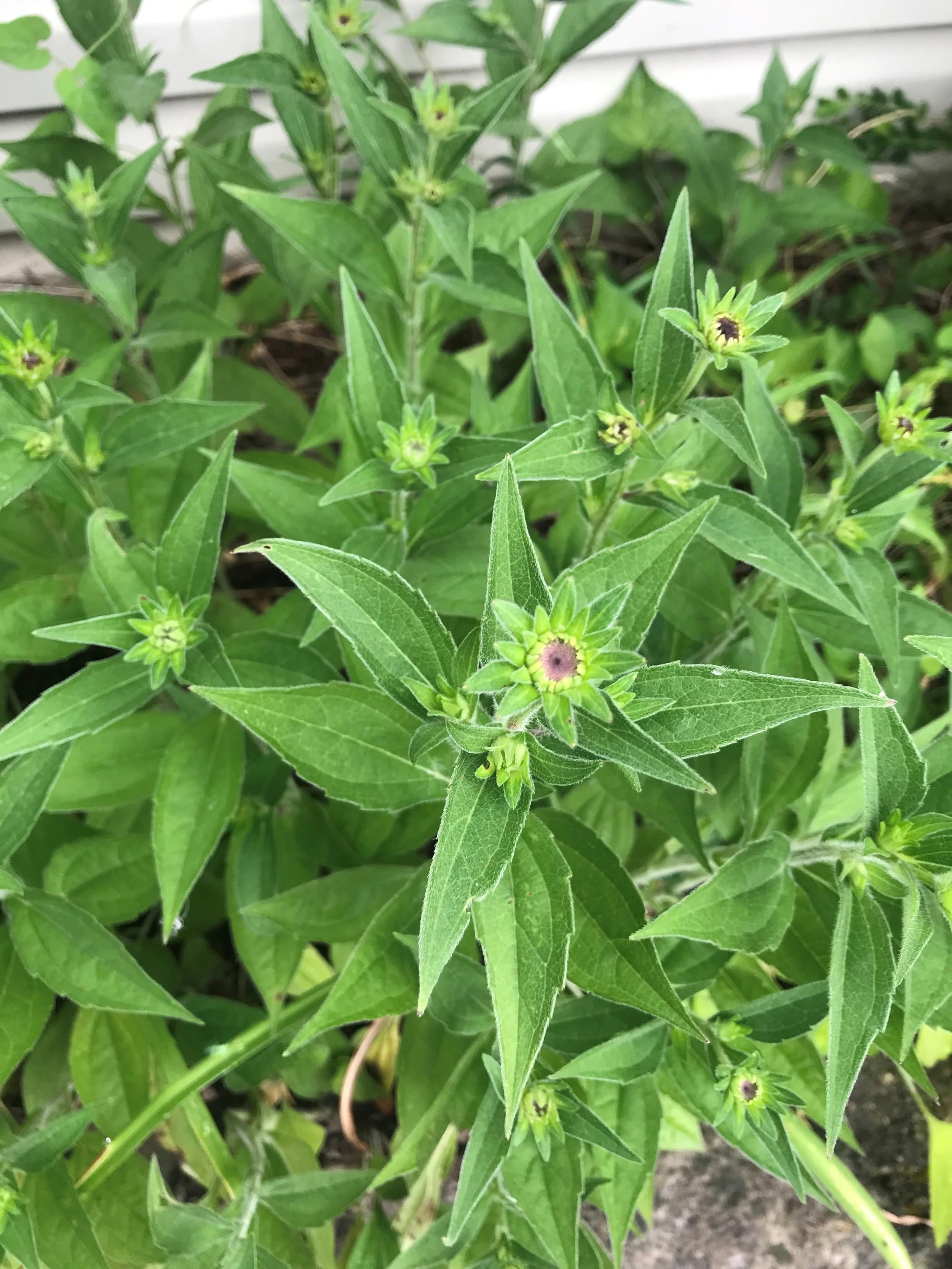 New England Aster Seeds (Symphyotrichum novae-angliae) — Native Yardening