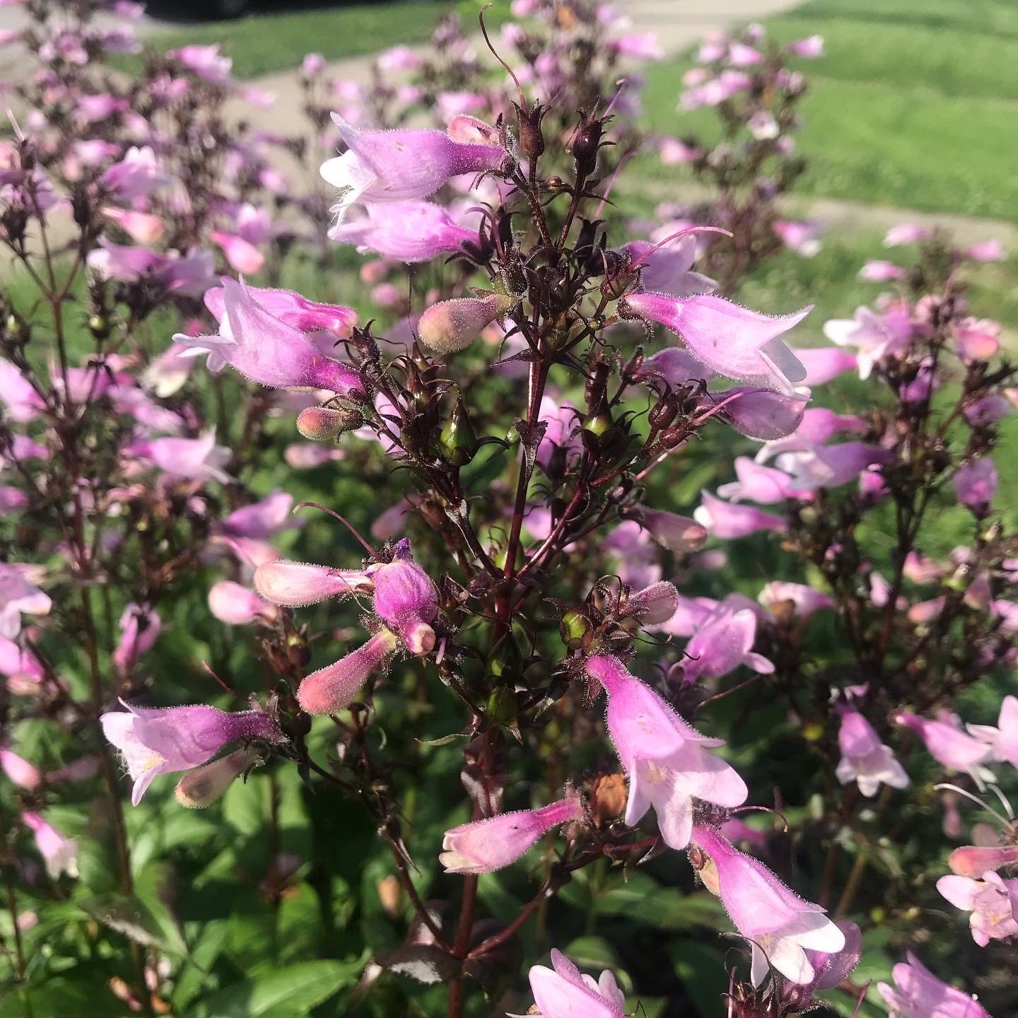 Downy Sunflower Seeds (Helianthus mollis) — Native Yardening