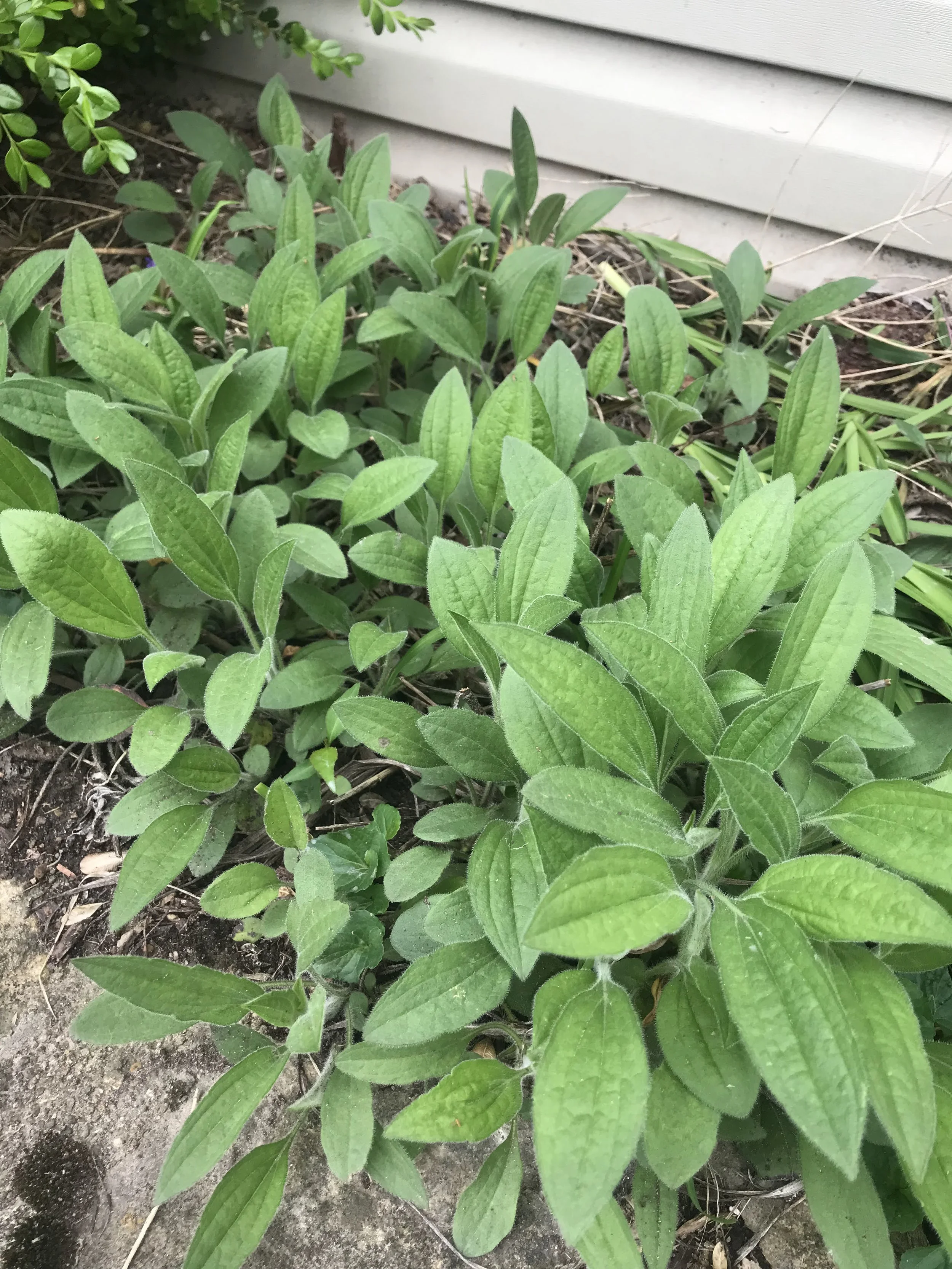 Downy Sunflower Seeds (Helianthus mollis) — Native Yardening