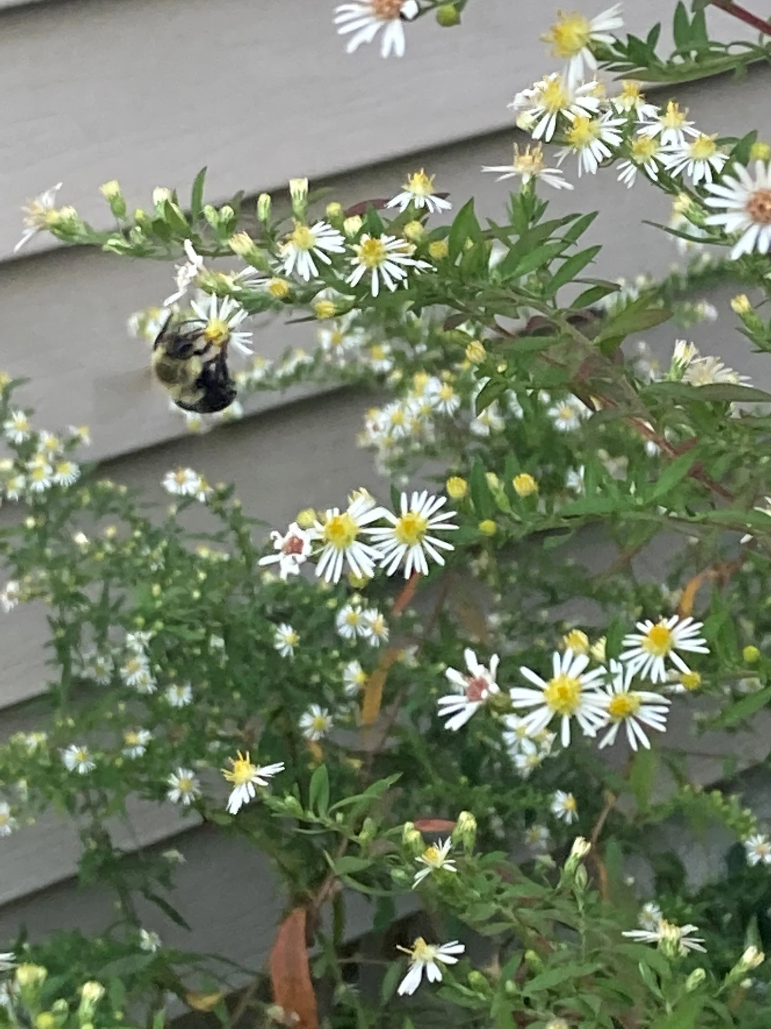 New England Aster Seeds (Symphyotrichum novae-angliae) — Native Yardening